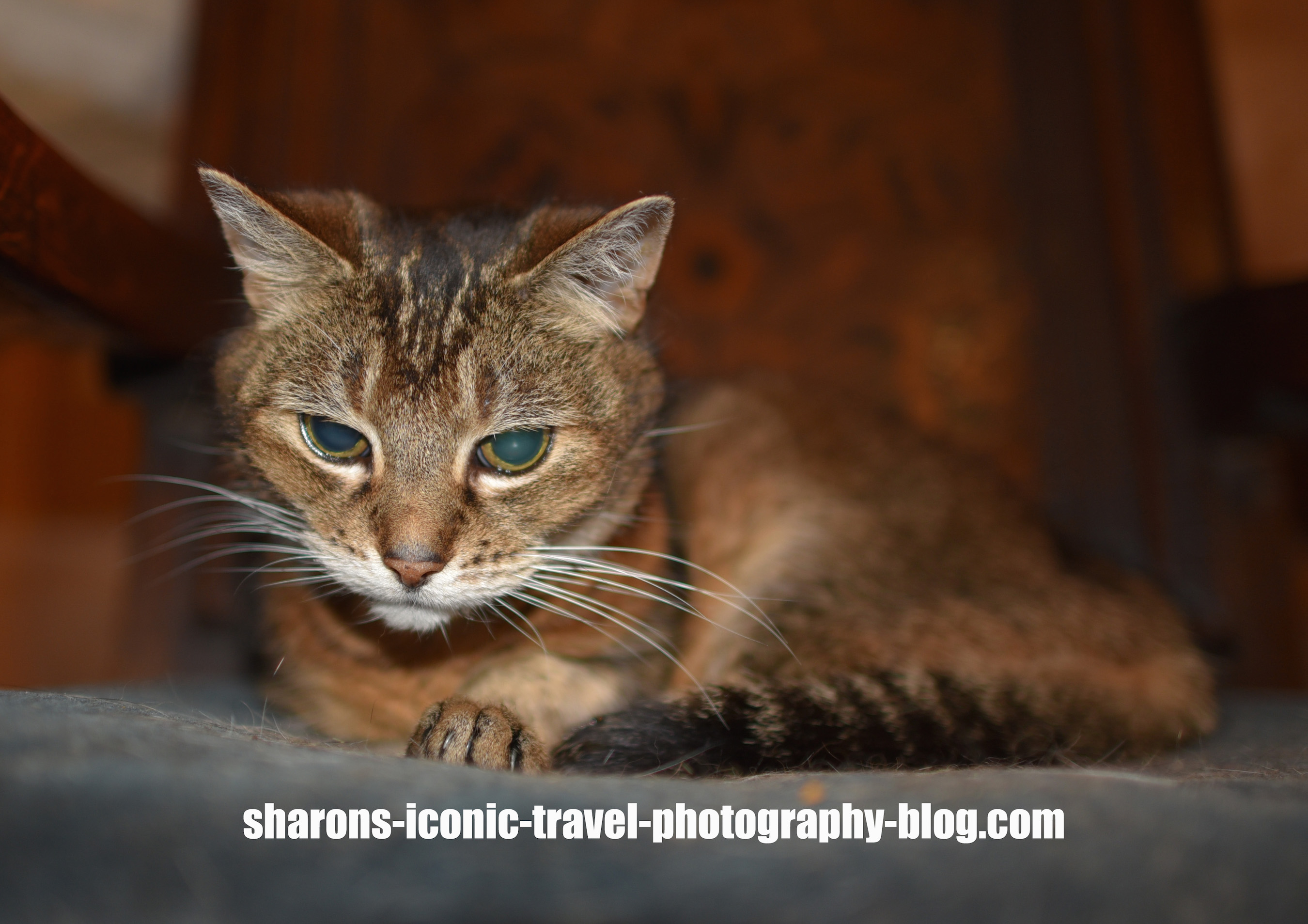 Church Cats – Sharon's Iconic Travel Photography Blog