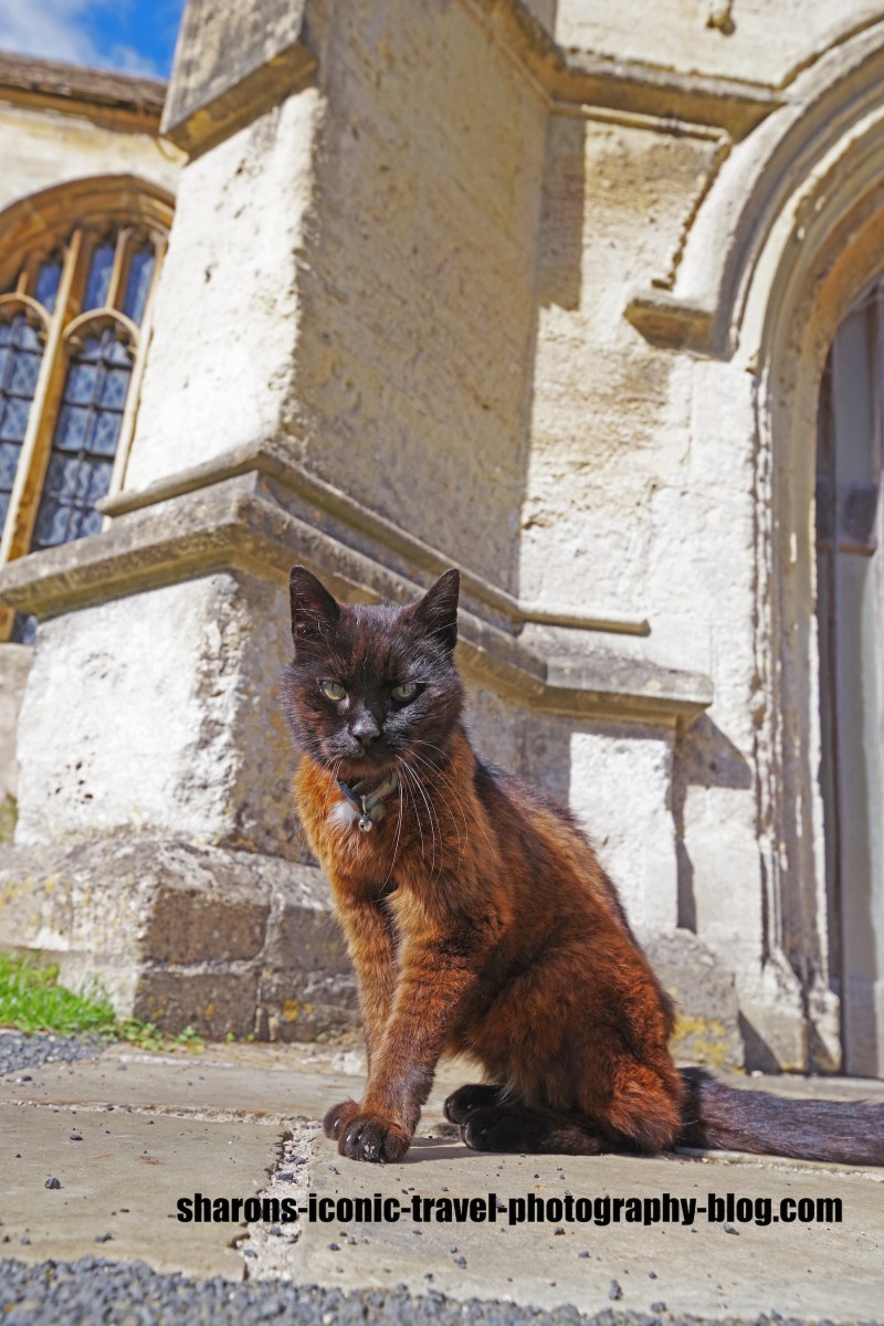 Church Cats – Sharon's Iconic Travel Photography Blog