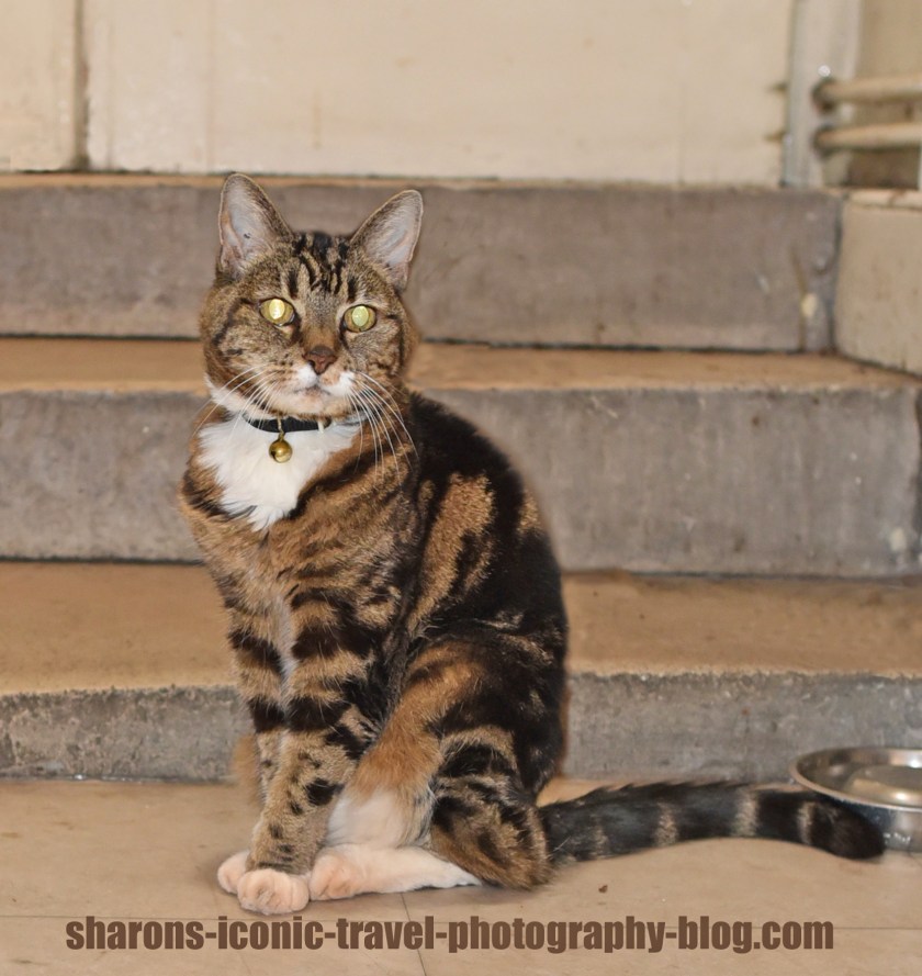 Church Cats – Sharon's Iconic Travel Photography Blog