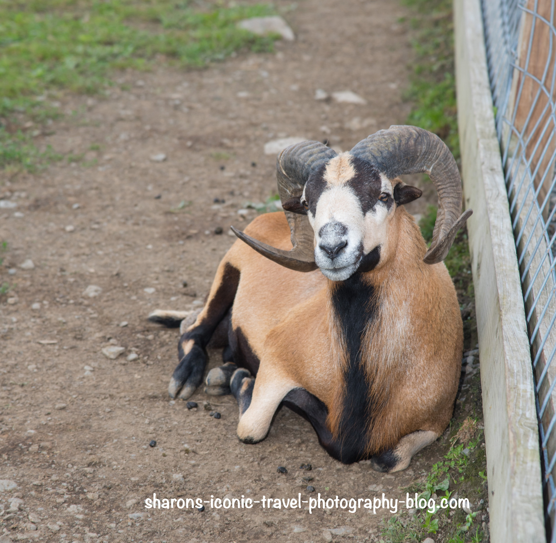 Animal Adventure Park – Sharon's Iconic Travel Photography Blog