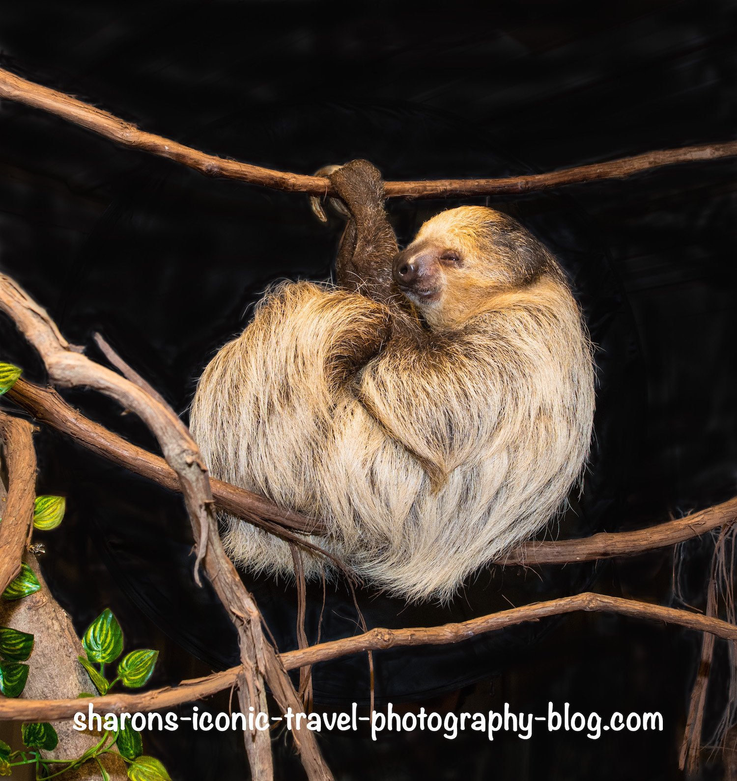 Animal Adventure Park – Sharon's Iconic Travel Photography Blog