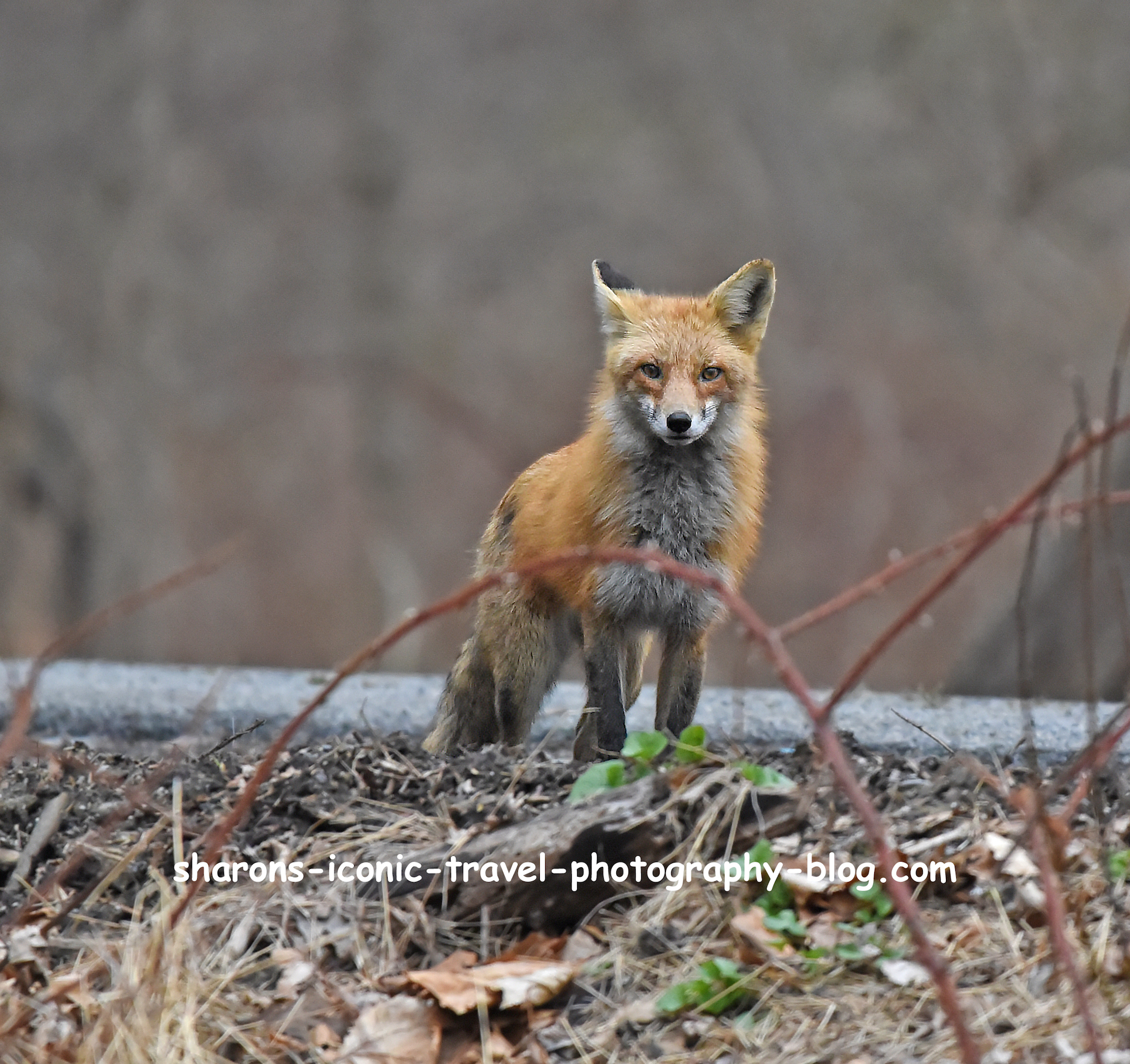 Self- Isolating in the Wild Fox Hunting – Sharon's Iconic Travel ...