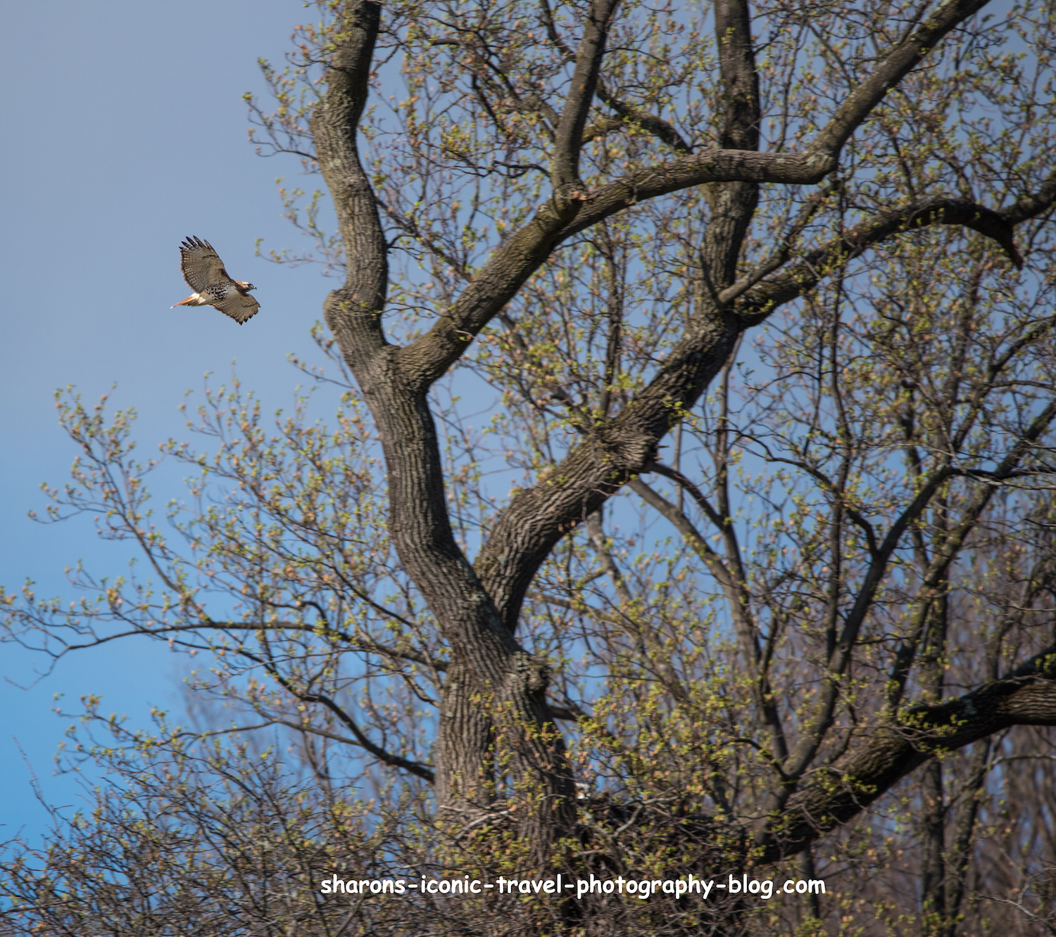 Self Isolating in the Wild: Do Hawks eat Eagles? – Sharon's Iconic ...