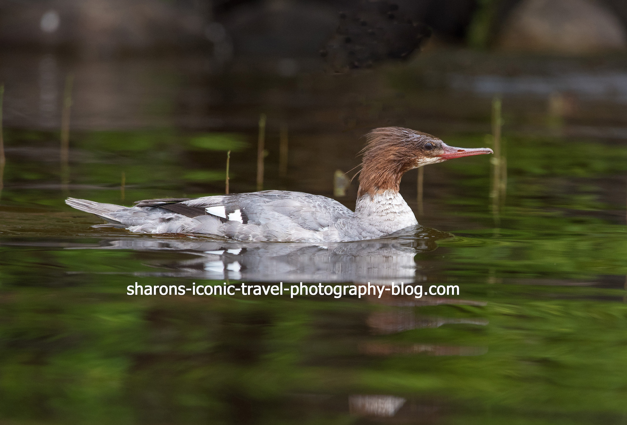 Adirondacks – Sharon's Iconic Travel Photography Blog