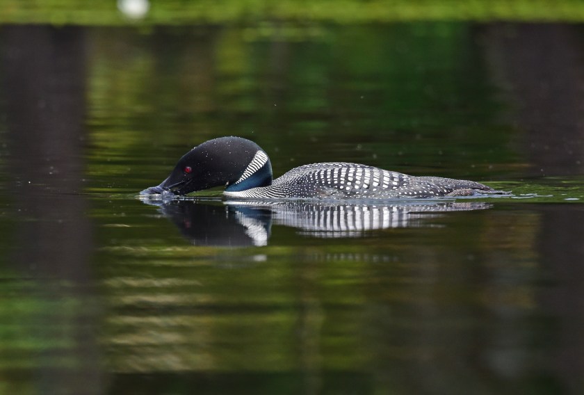 Fish Creek Ponds Loons – Sharon's Iconic Travel Photography Blog