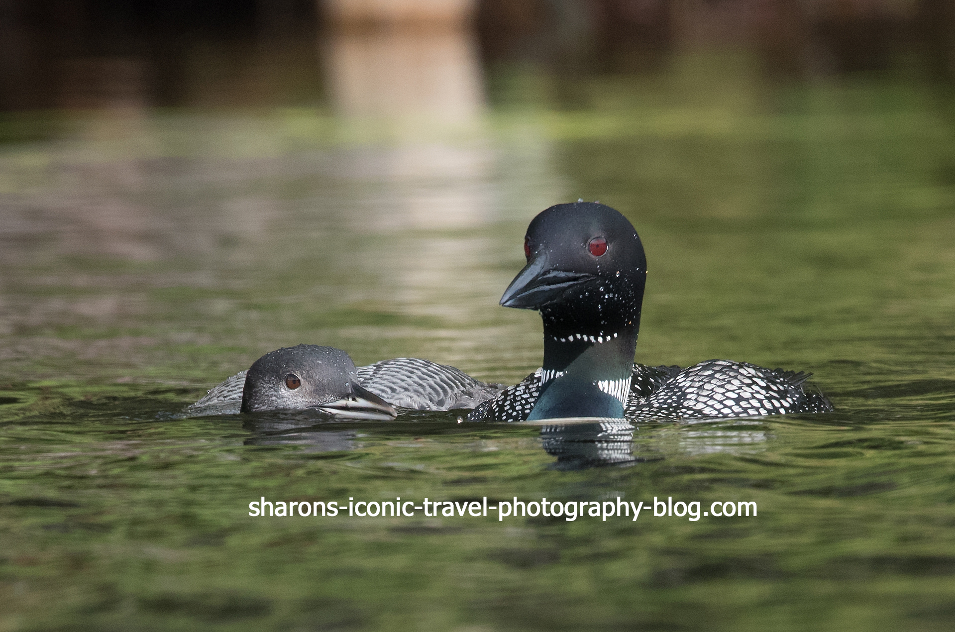 Baby Loon Tries to Fly – Sharon's Iconic Travel Photography Blog