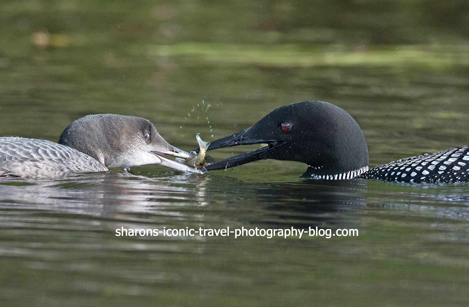 Fish Creek Ponds Loons – Sharon's Iconic Travel Photography Blog