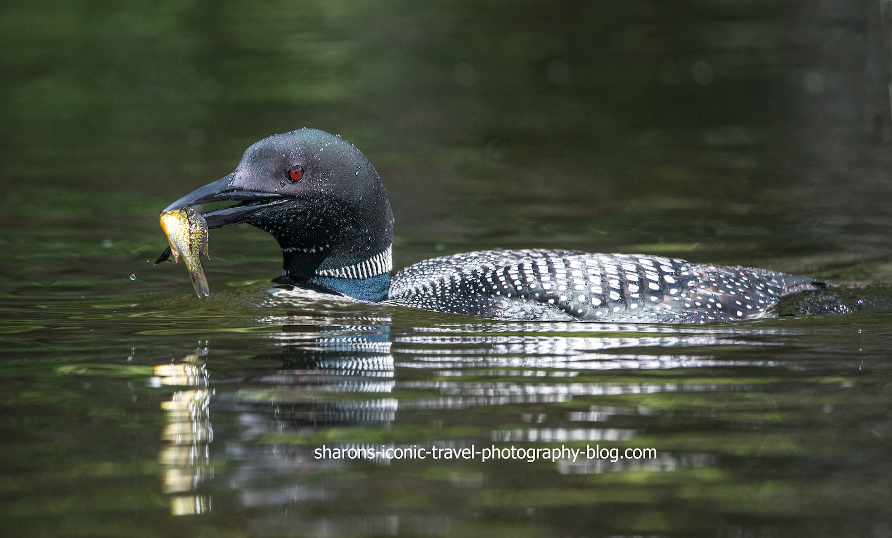Fish Creek Ponds Loons – Sharon's Iconic Travel Photography Blog