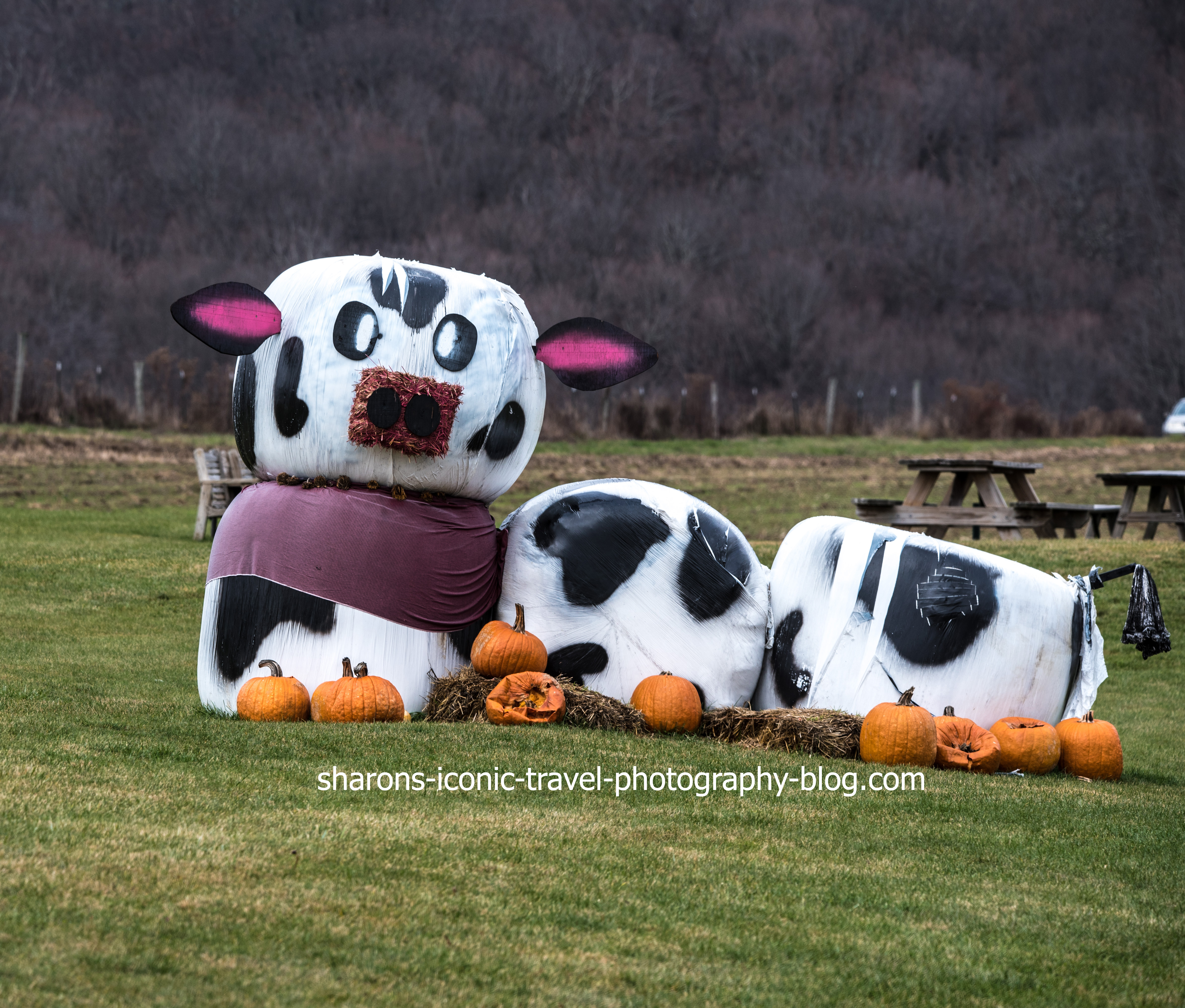 Hay Bail Cow – Sharon's Iconic Travel Photography Blog