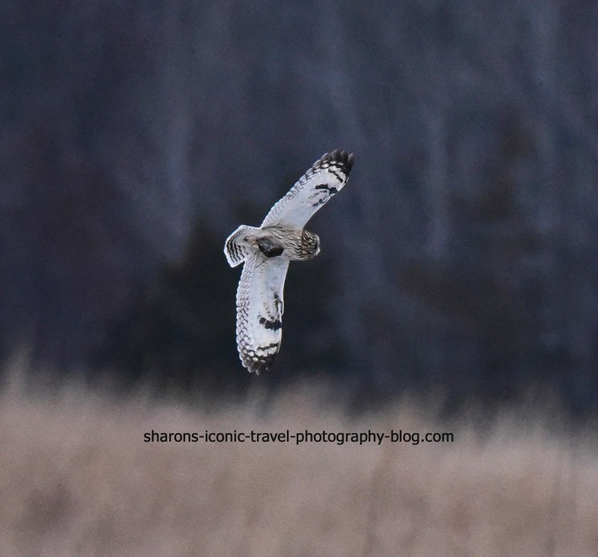 Owl Catch – Sharon's Iconic Travel Photography Blog