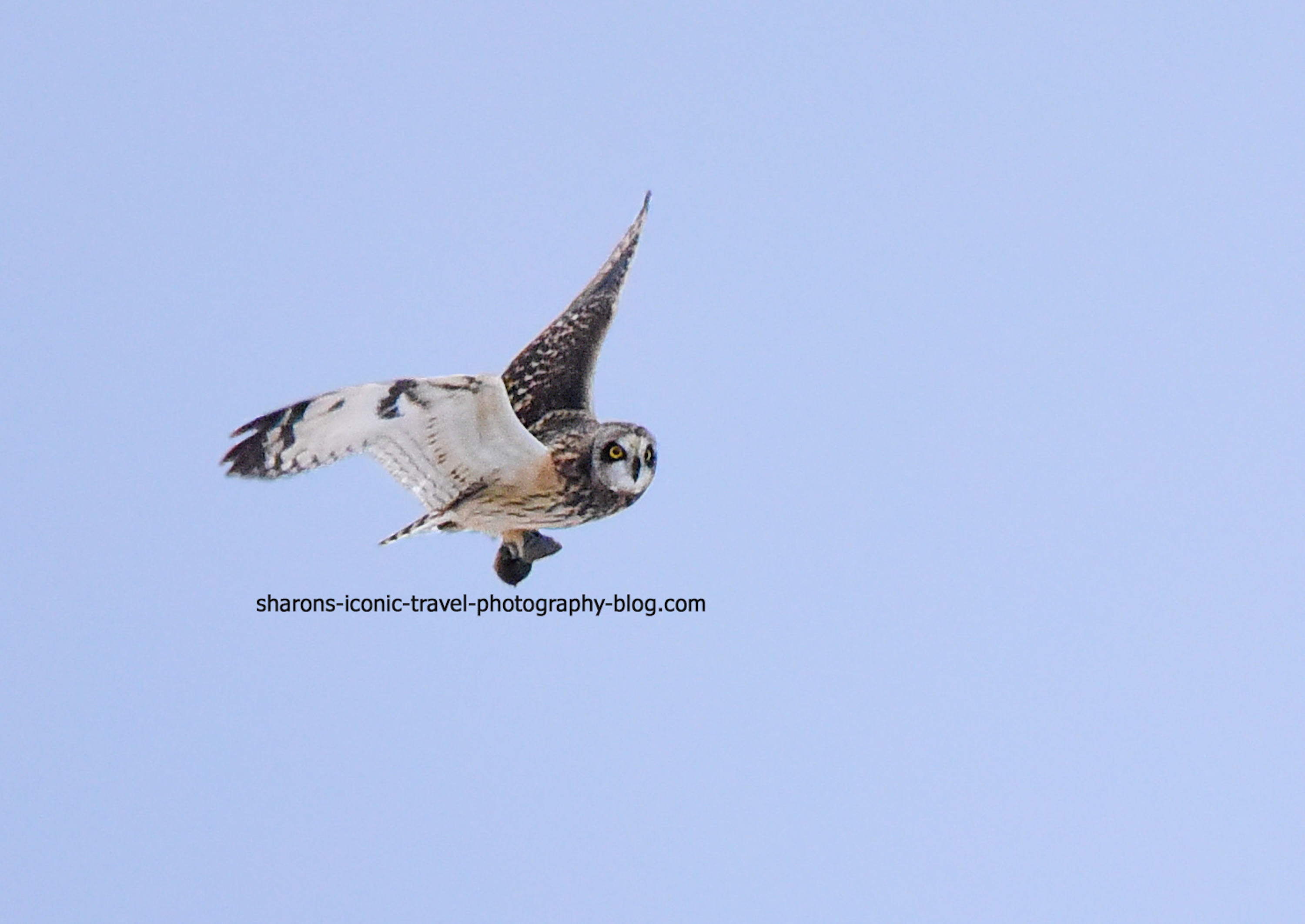 Owl Catch – Sharon's Iconic Travel Photography Blog