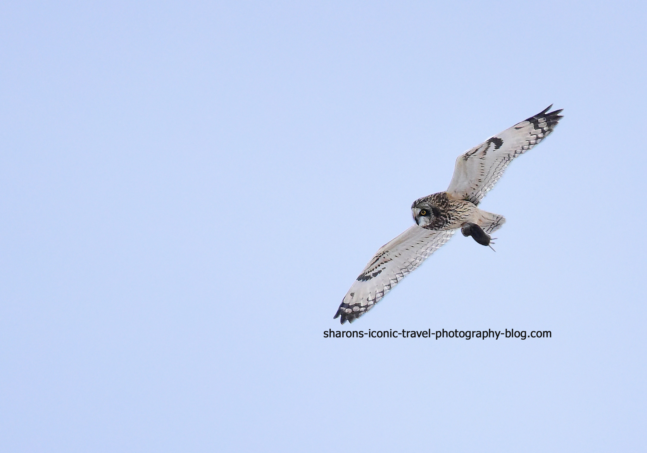 Owl Catch – Sharon's Iconic Travel Photography Blog
