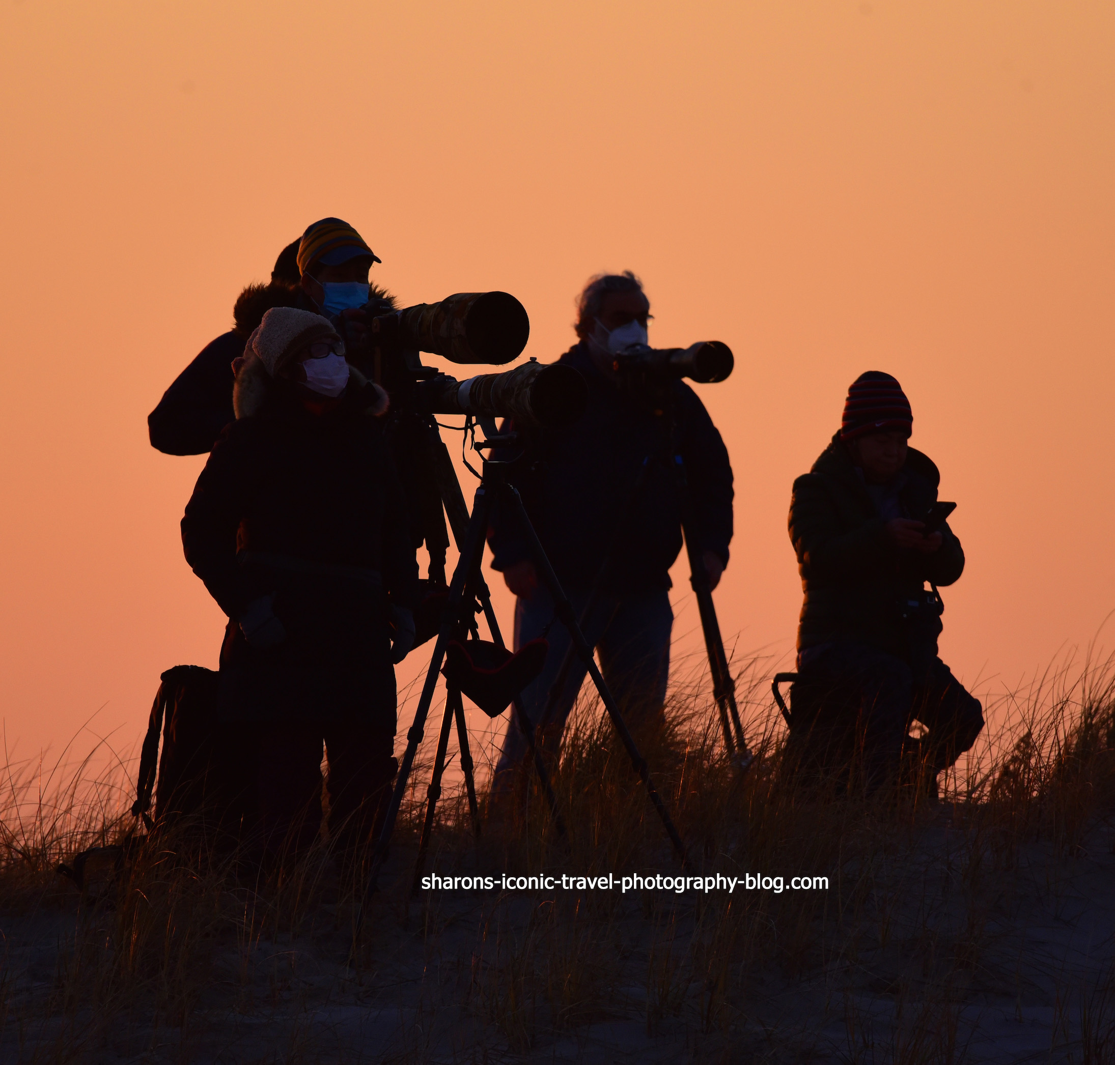 #SnowyOwlsOfNewYork – Sharon's Iconic Travel Photography Blog
