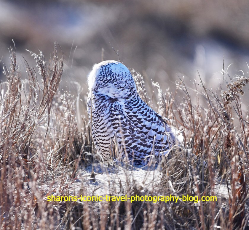 Behaviour Around Snowy Owls – Sharon's Iconic Travel Photography Blog