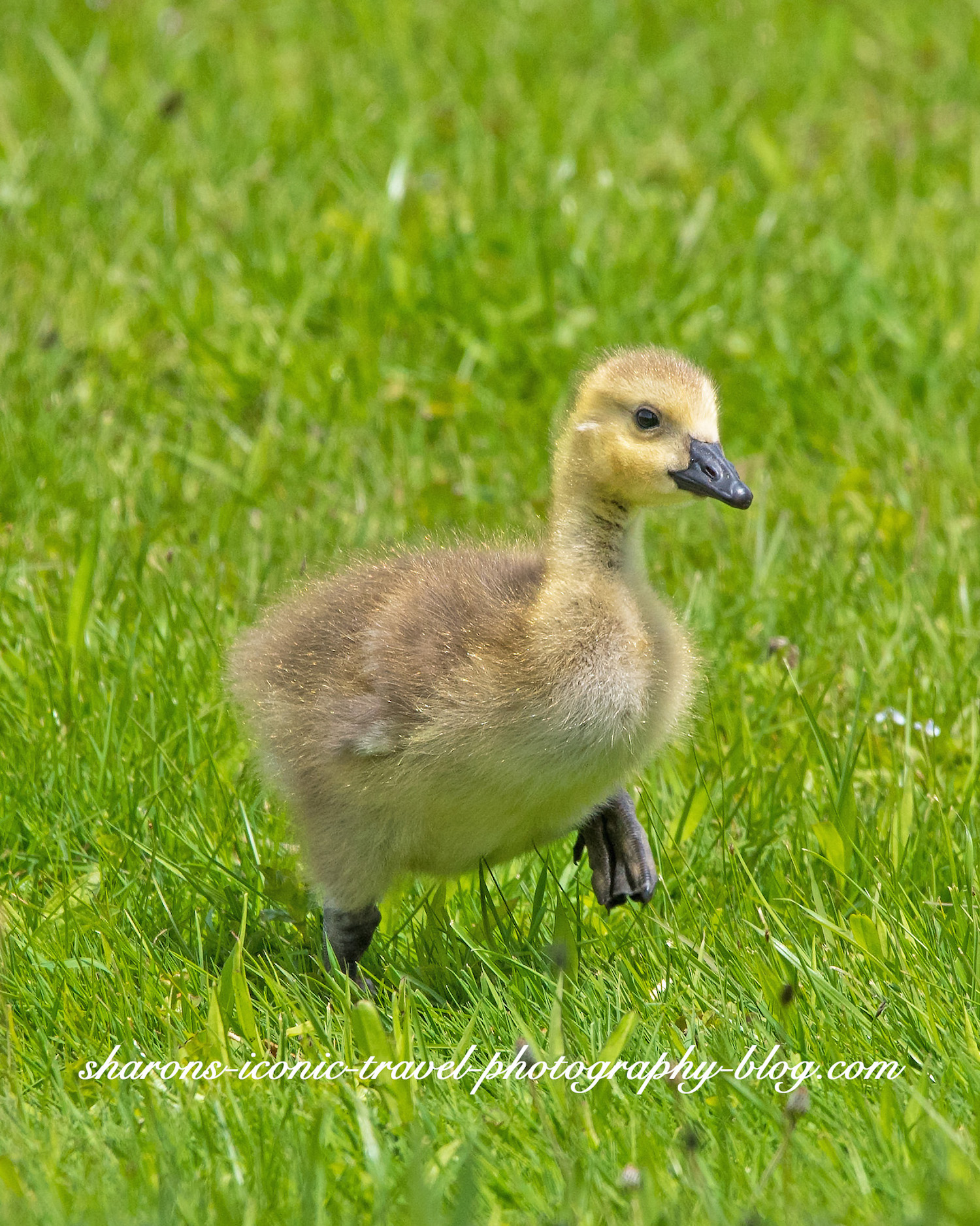 New Life- Gosling – Sharon's Iconic Travel Photography Blog