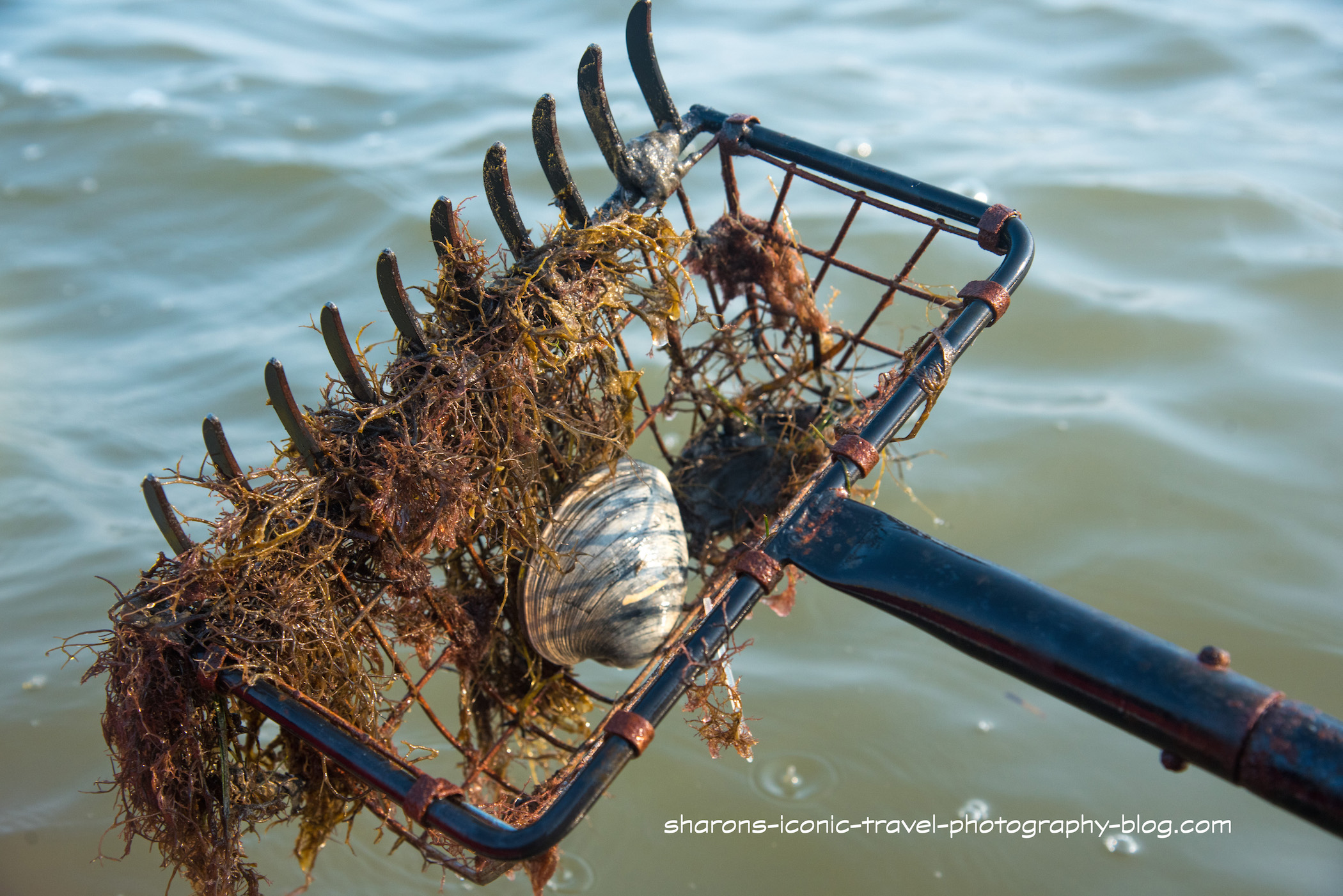 Clamming Near Assateague – Sharon's Iconic Travel Photography Blog