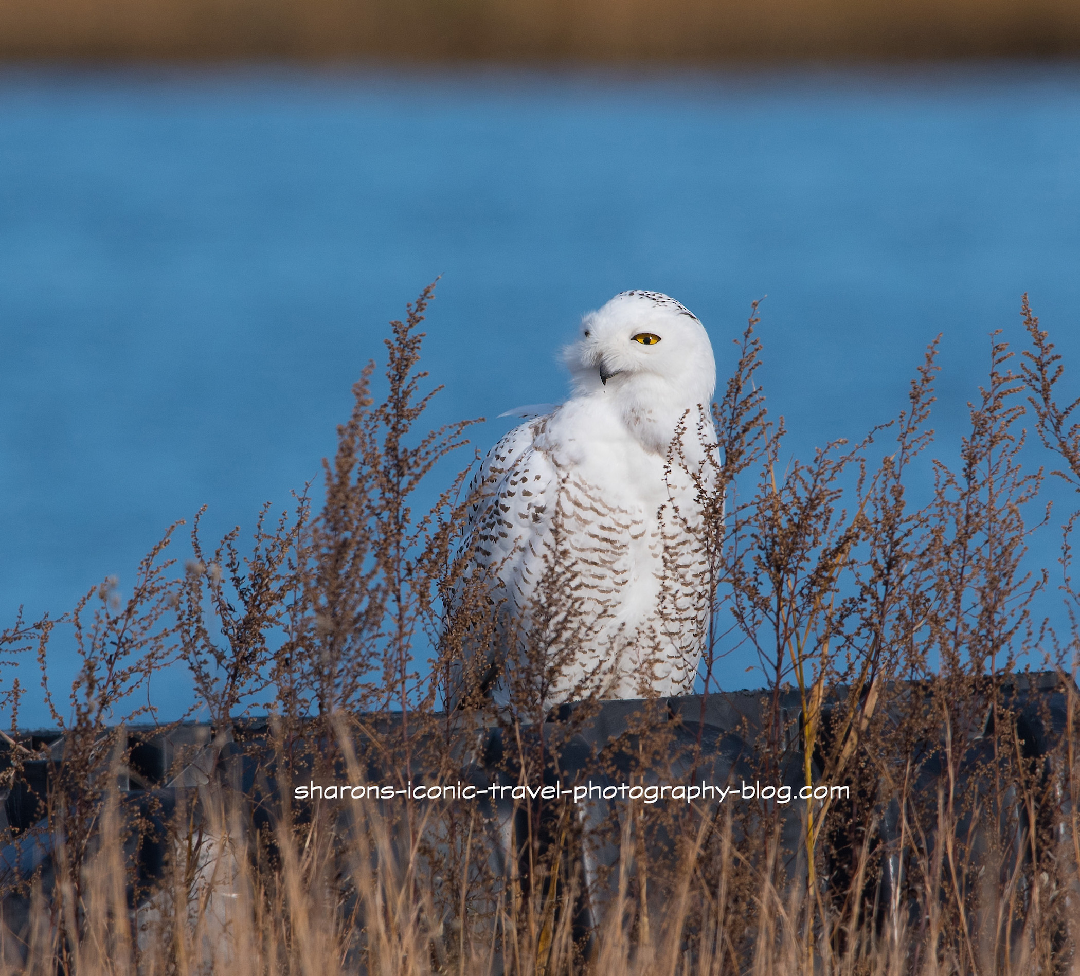 Snowy Owl Return – Sharon's Iconic Travel Photography Blog
