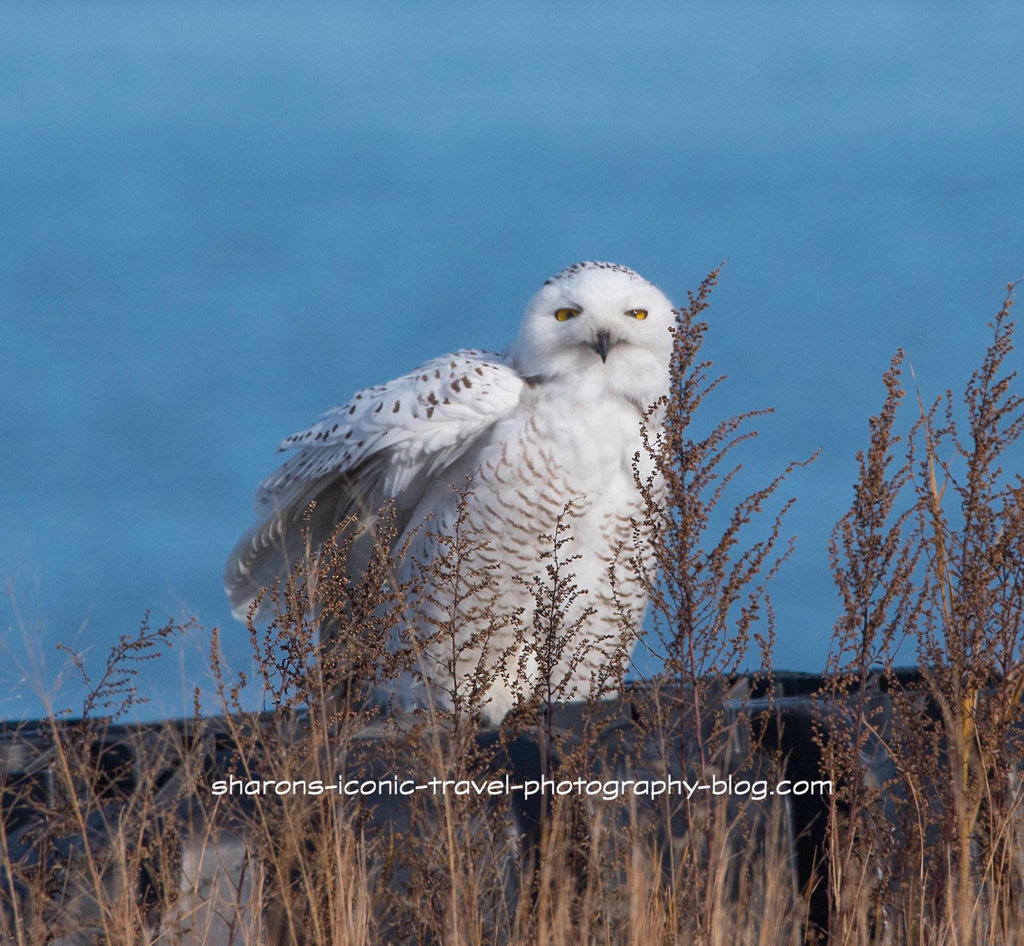 Snowy Owl Return – Sharon's Iconic Travel Photography Blog