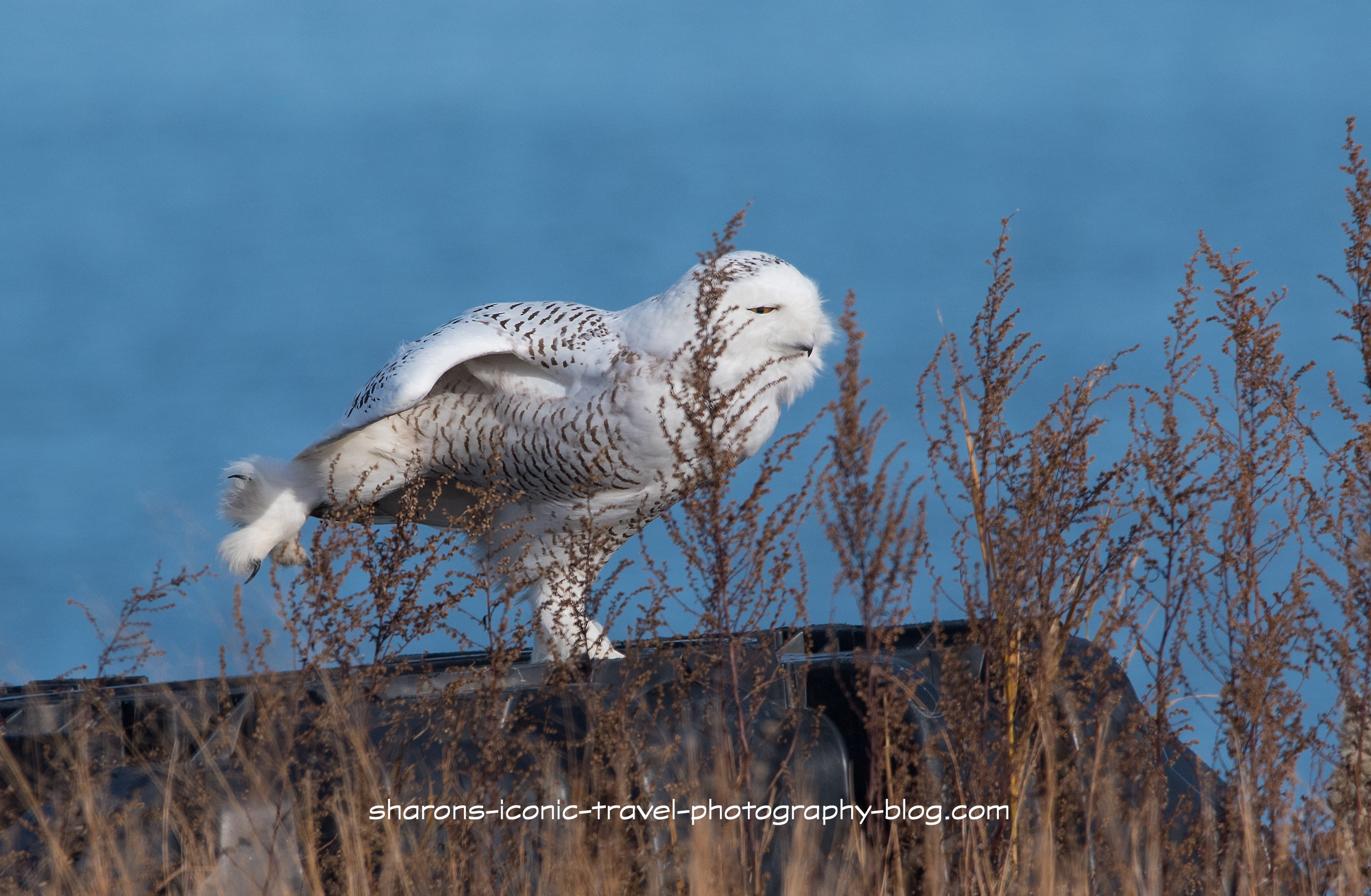 Snowy Owl Return – Sharon's Iconic Travel Photography Blog