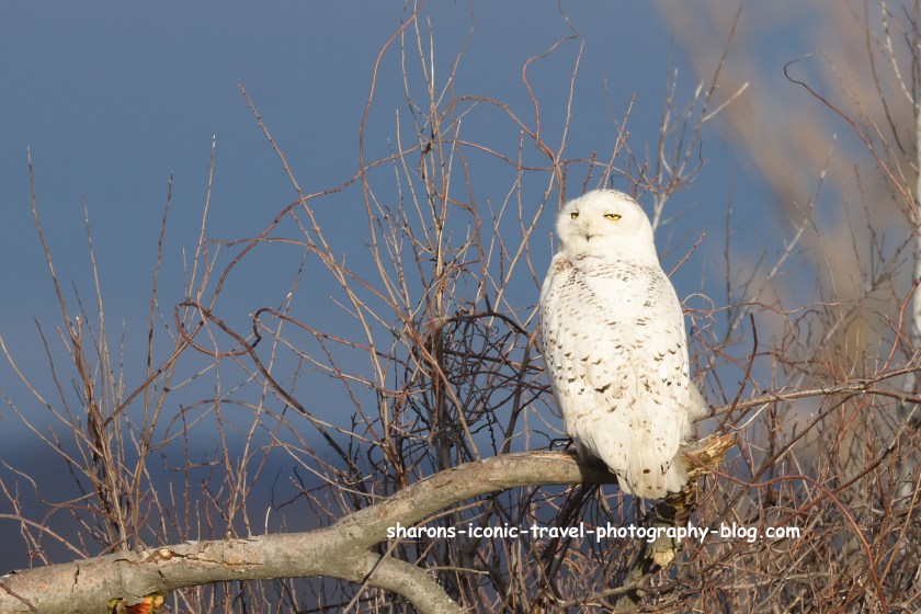 winter – Sharon's Iconic Travel Photography Blog