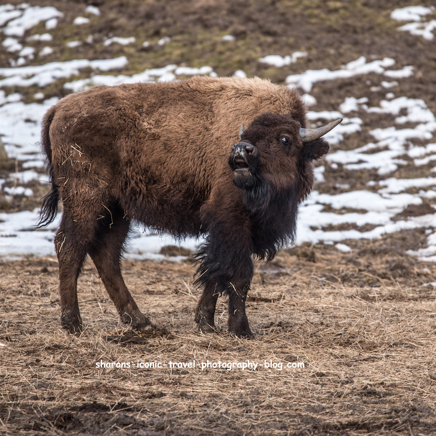 Buffalo in NY – Sharon's Iconic Travel Photography Blog