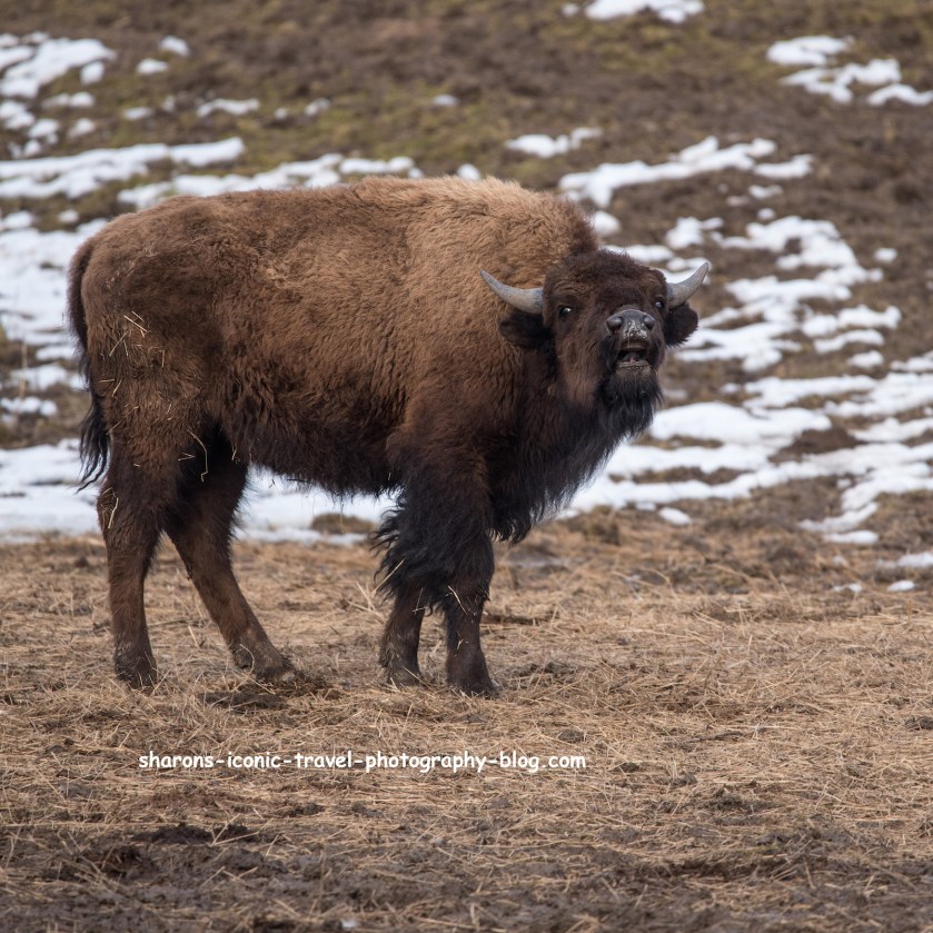 Buffalo in NY – Sharon's Iconic Travel Photography Blog