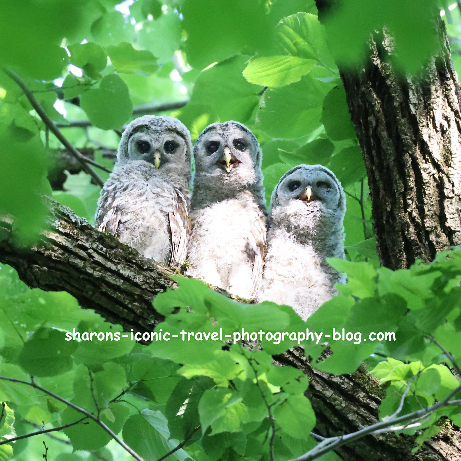 Singing Owlets – Sharon's Iconic Travel Photography Blog
