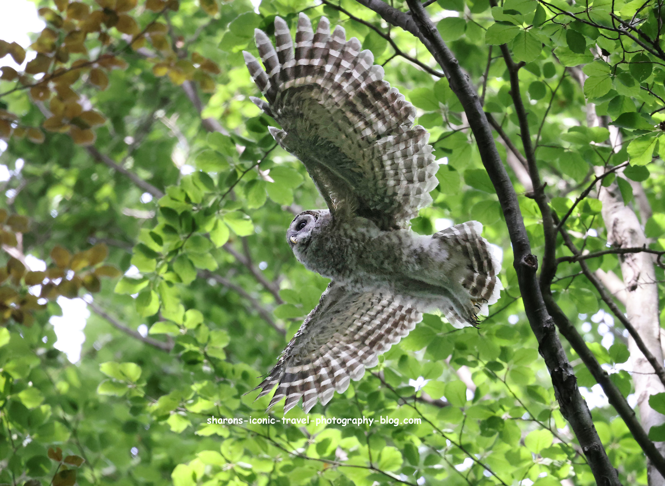Flying Owlets – Sharon's Iconic Travel Photography Blog