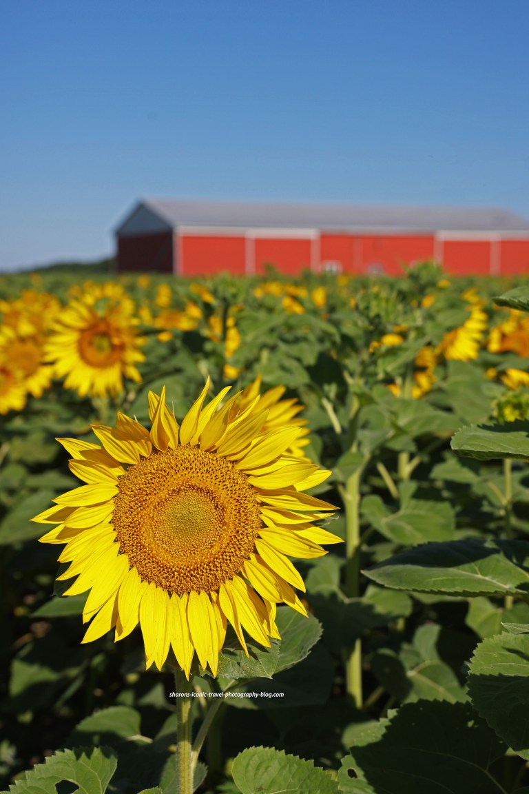 Miracle Max’s Minions – Sharon's Iconic Travel Photography Blog