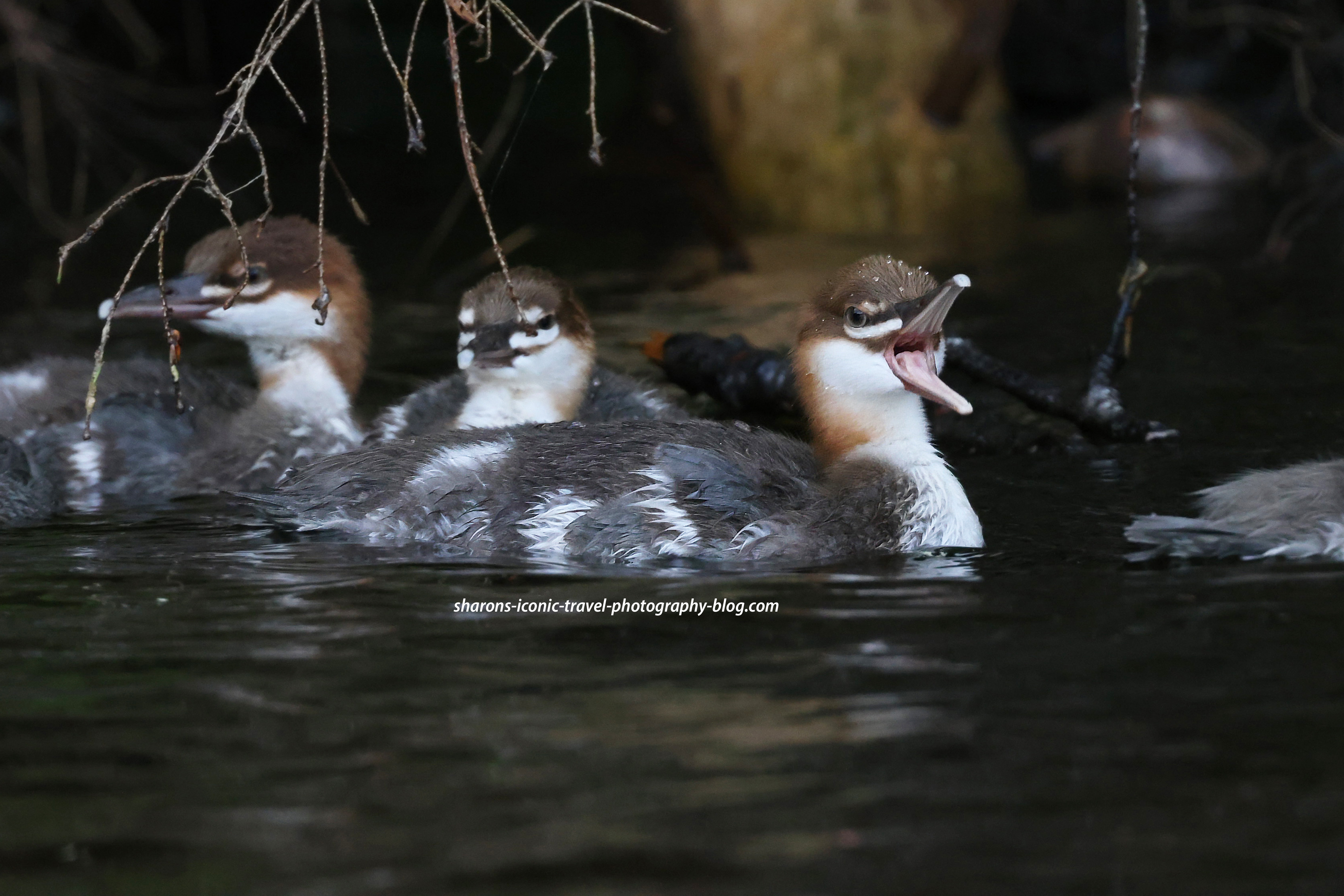Merganser Ducks – Sharon's Iconic Travel Photography Blog