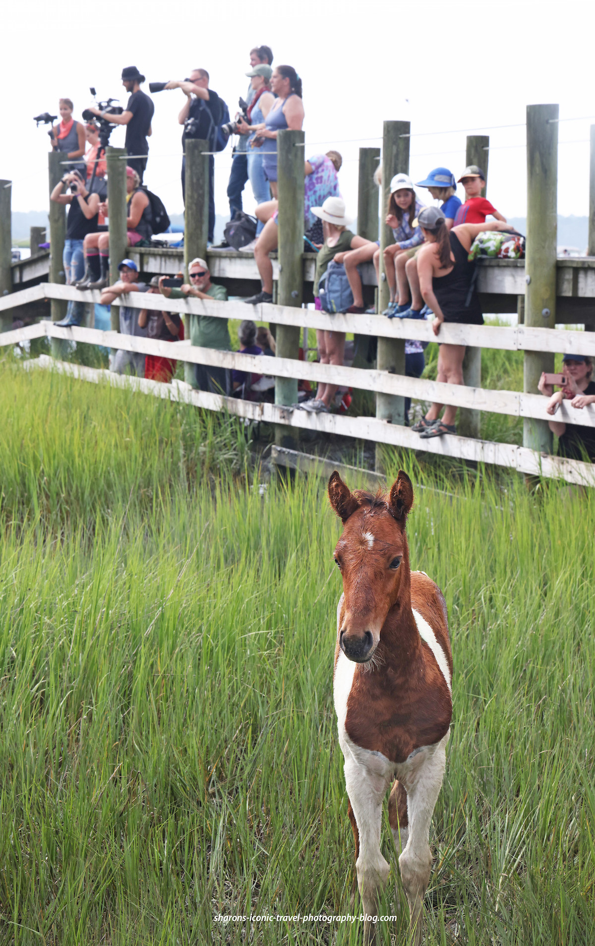 Chincoteague Island Pony Swim – Sharon's Iconic Travel Photography Blog