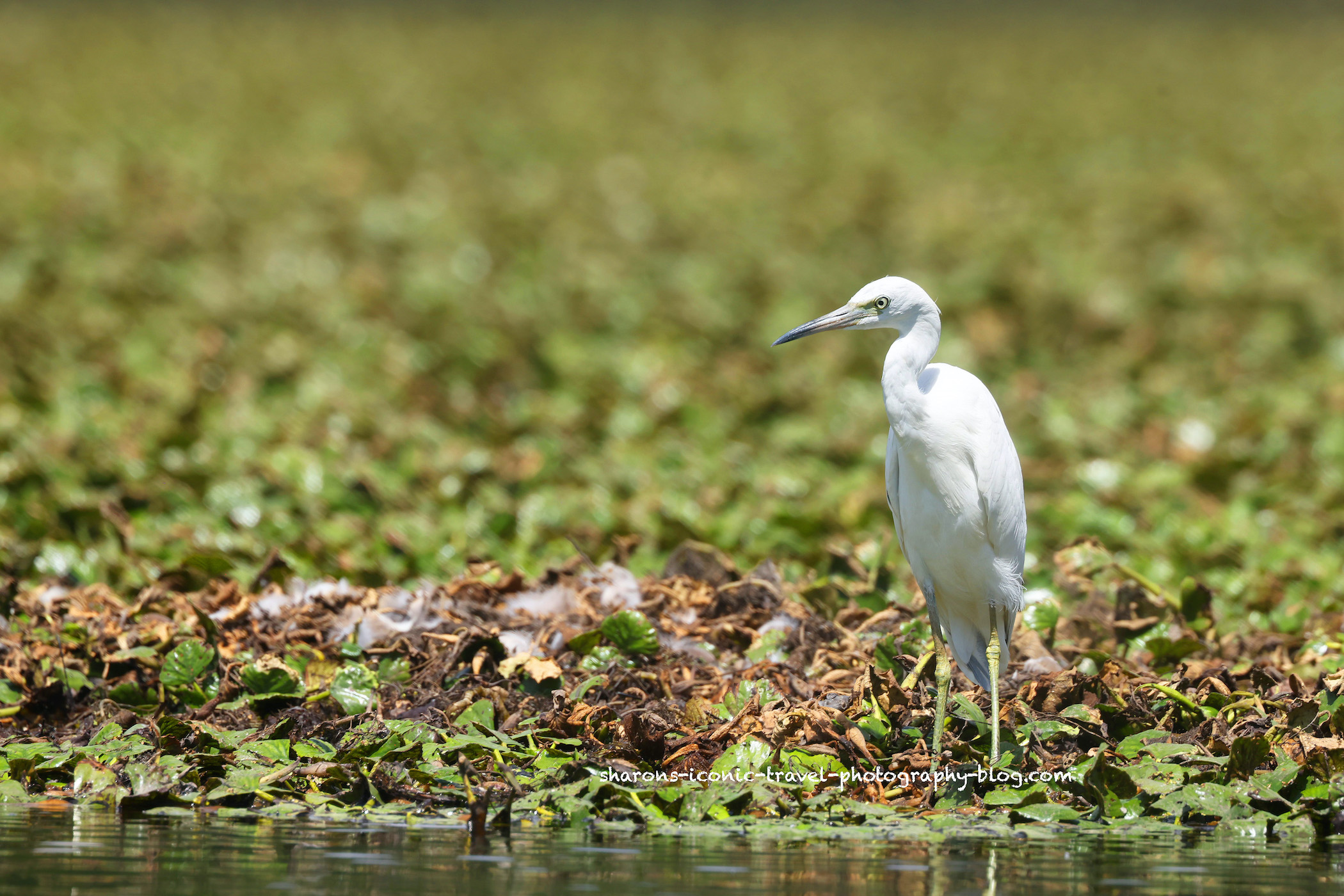 Juvenile Little Blue Heron – Sharon's Iconic Travel Photography Blog