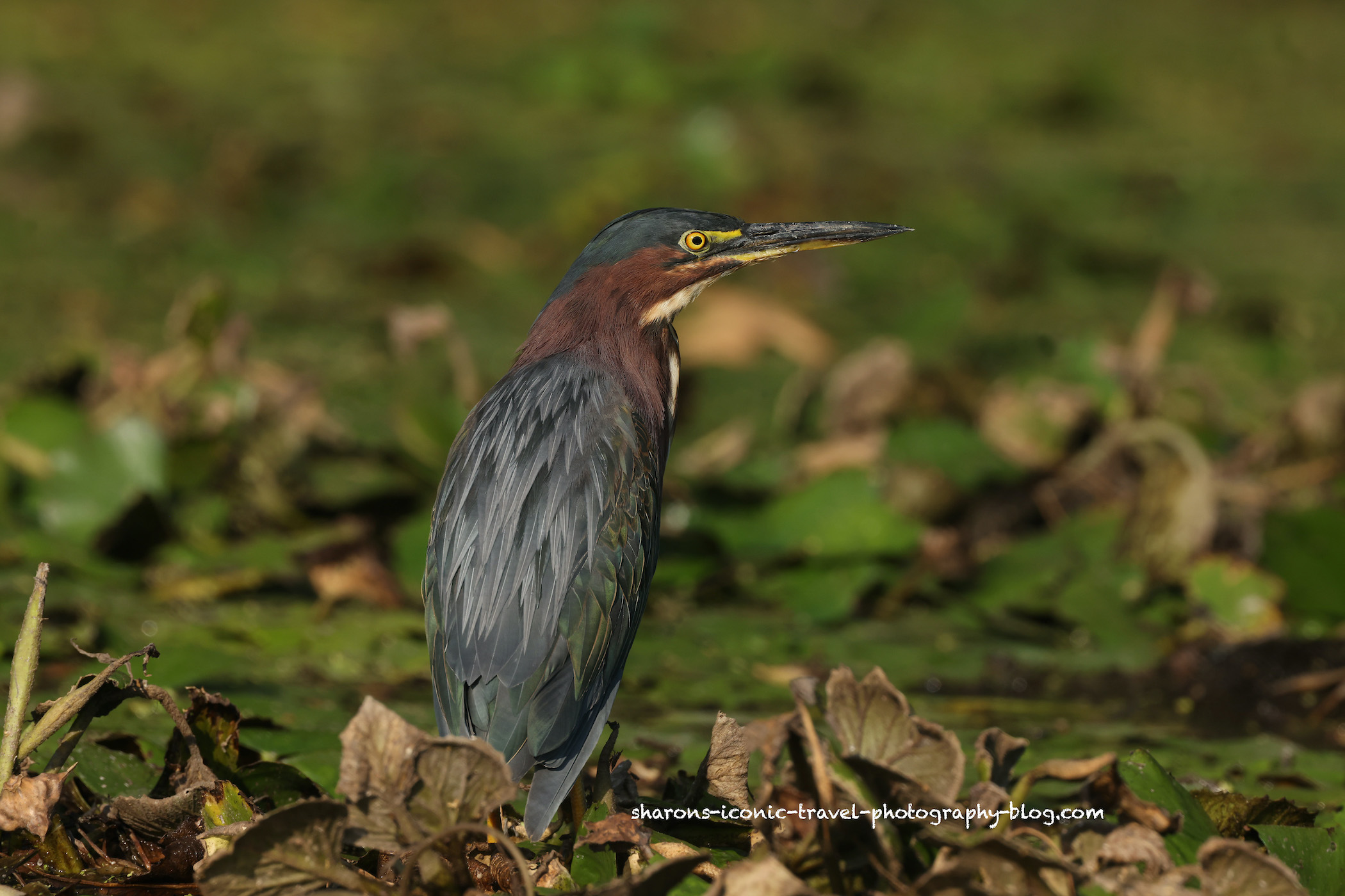 More Green Herons – Sharon's Iconic Travel Photography Blog