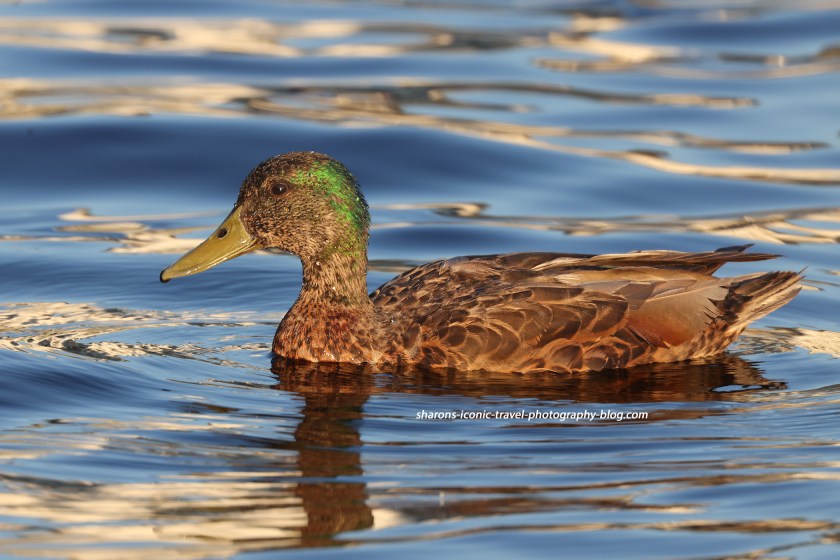 Duck, Duck, Goose – Sharon's Iconic Travel Photography Blog