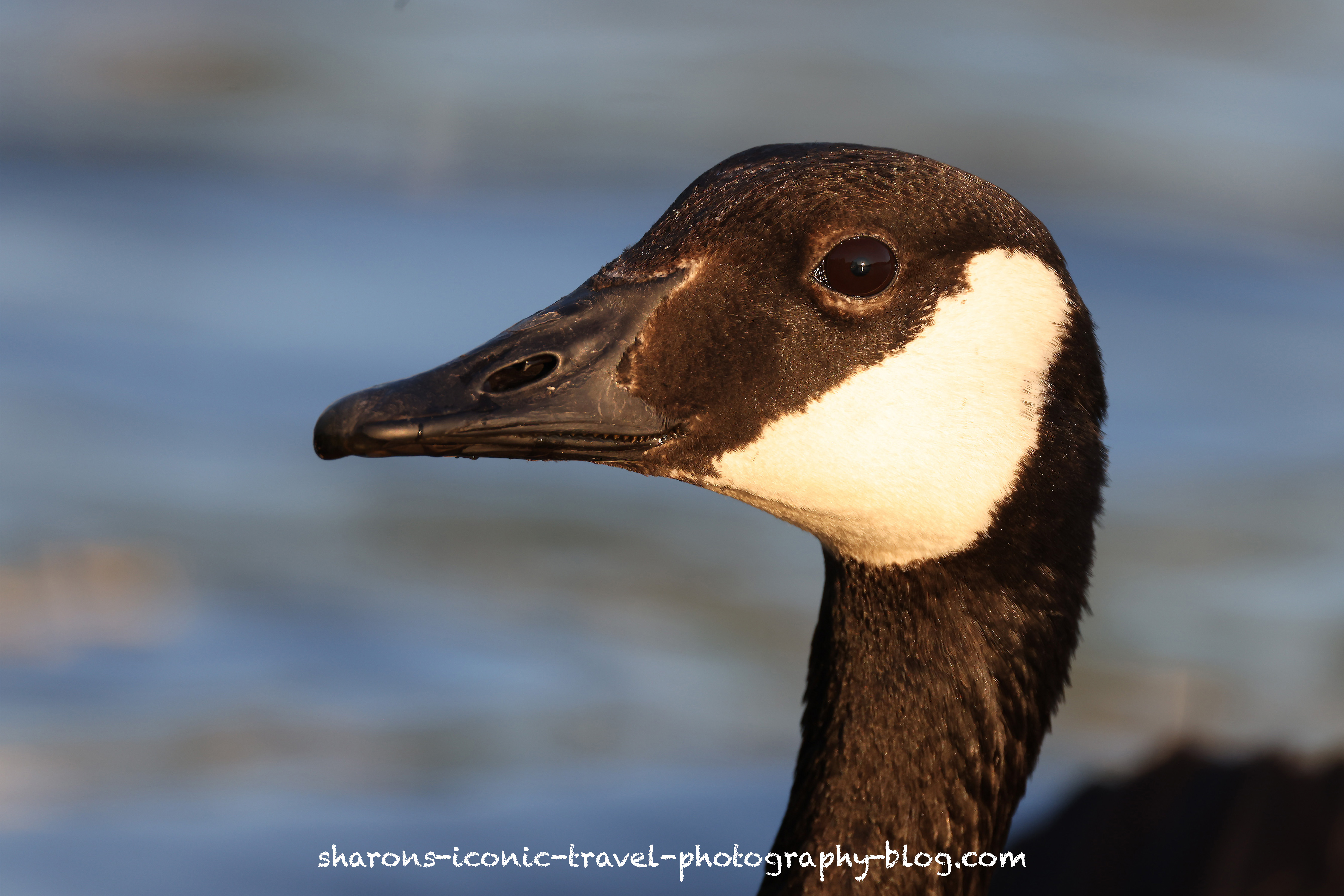 Duck, Duck, Goose – Sharon's Iconic Travel Photography Blog