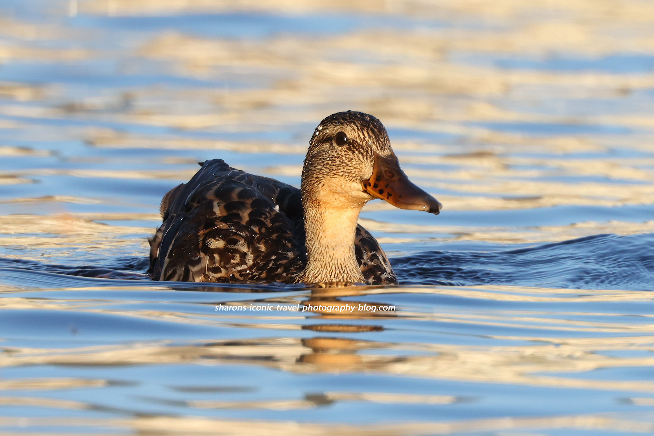 Duck, Duck, Goose – Sharon's Iconic Travel Photography Blog