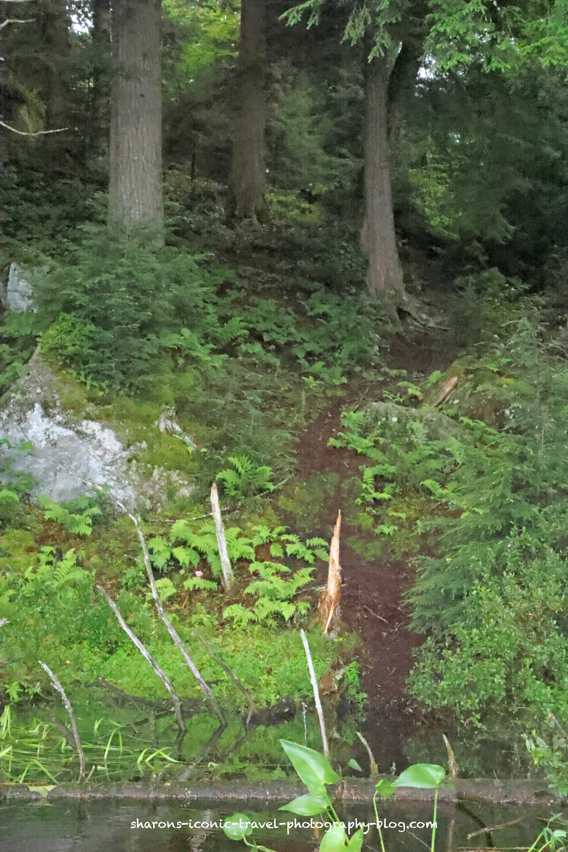 Pollywog Pond – Sharon's Iconic Travel Photography Blog