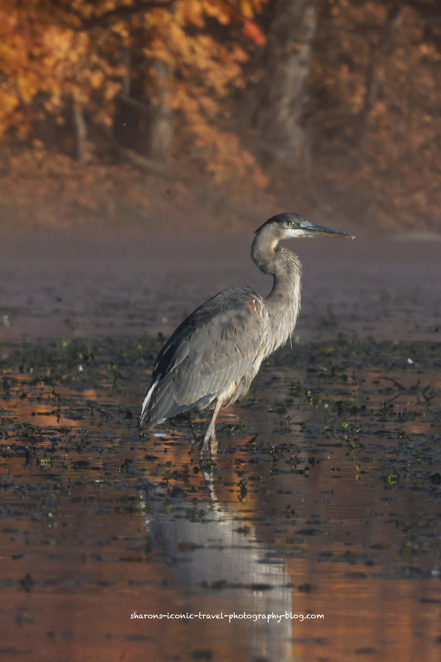 Autumn Birds – Sharon's Iconic Travel Photography Blog
