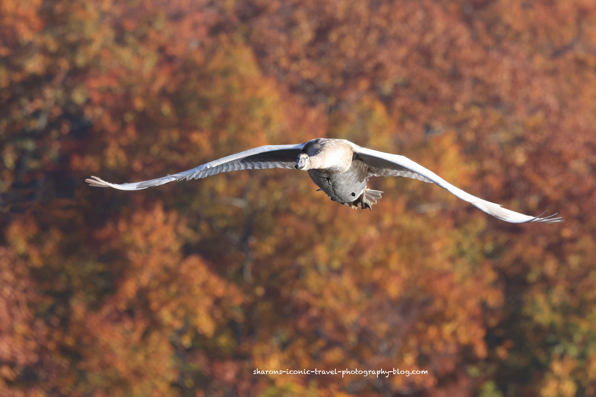 Autumn Birds – Sharon's Iconic Travel Photography Blog