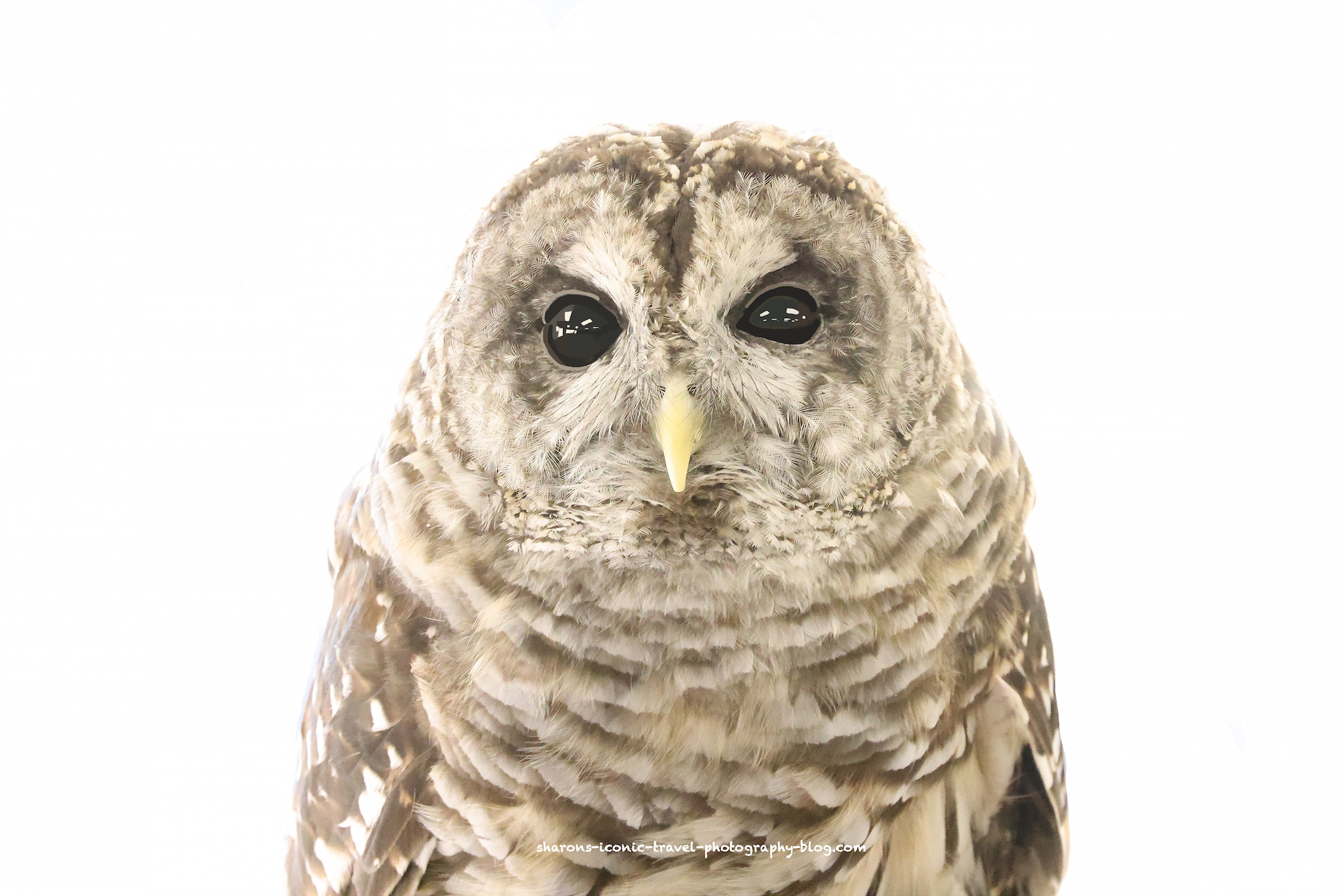 Raptors In Captivity – Sharon's Iconic Travel Photography Blog