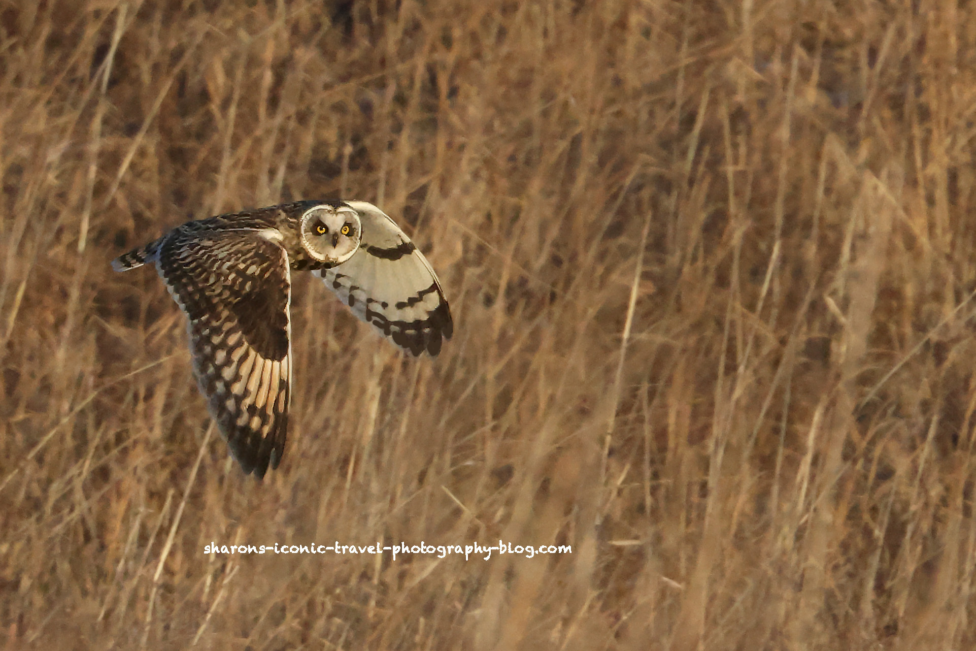 More Short Eared Owls – Sharon's Iconic Travel Photography Blog