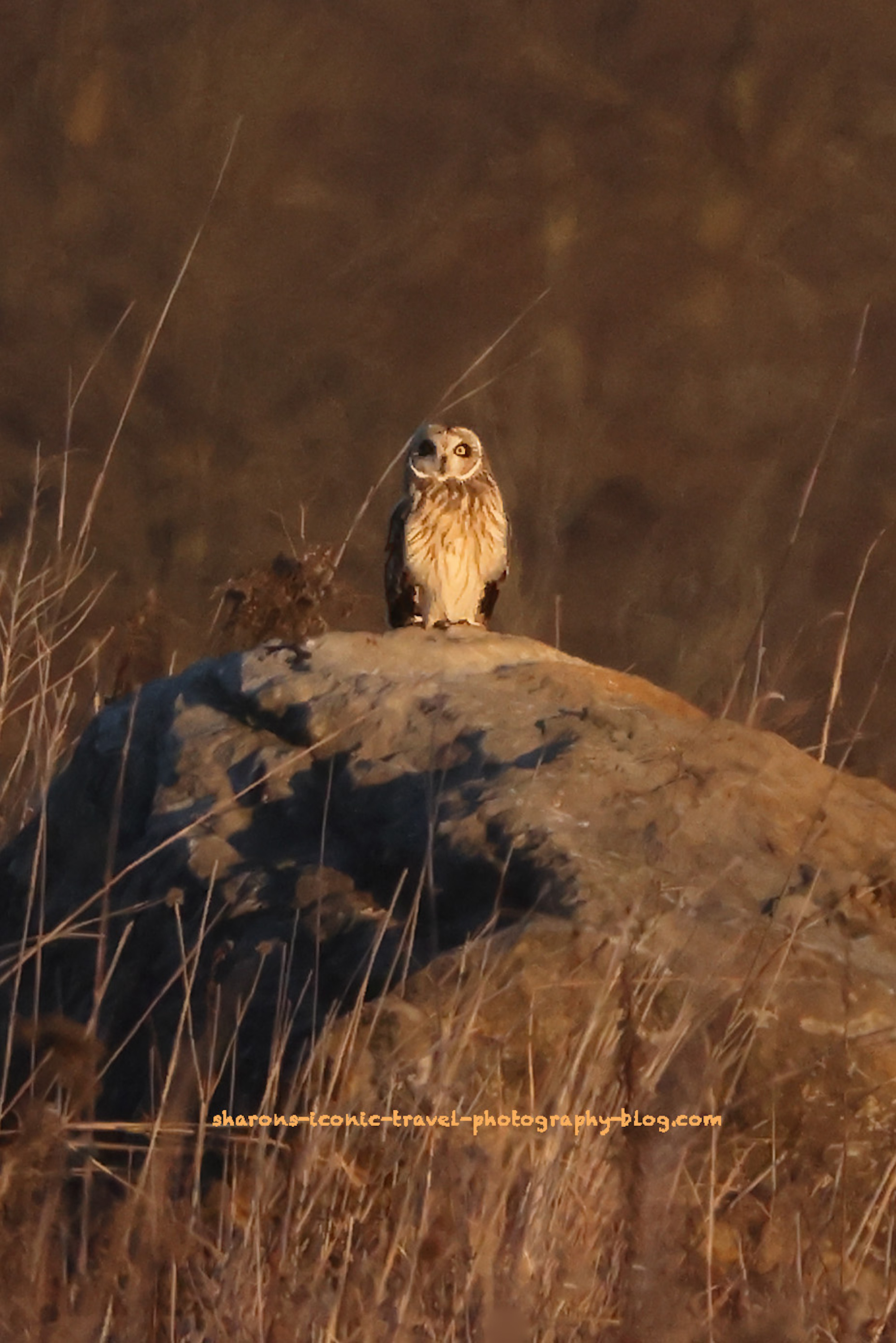 More Short Eared Owls – Sharon's Iconic Travel Photography Blog