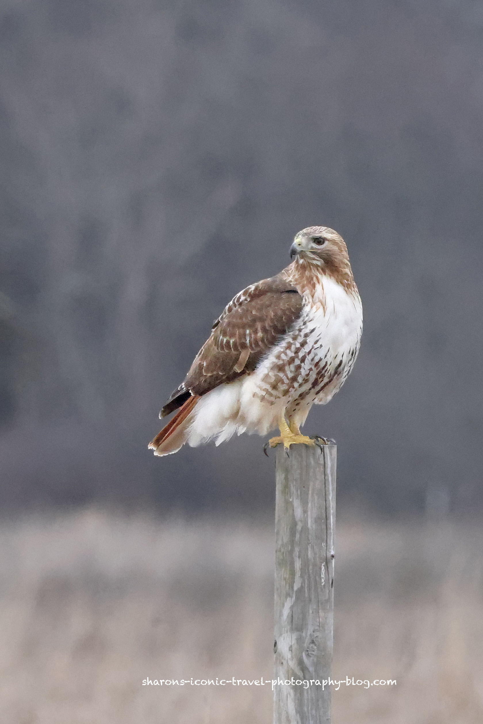 Red Tailed Hawk – Sharon's Iconic Travel Photography Blog