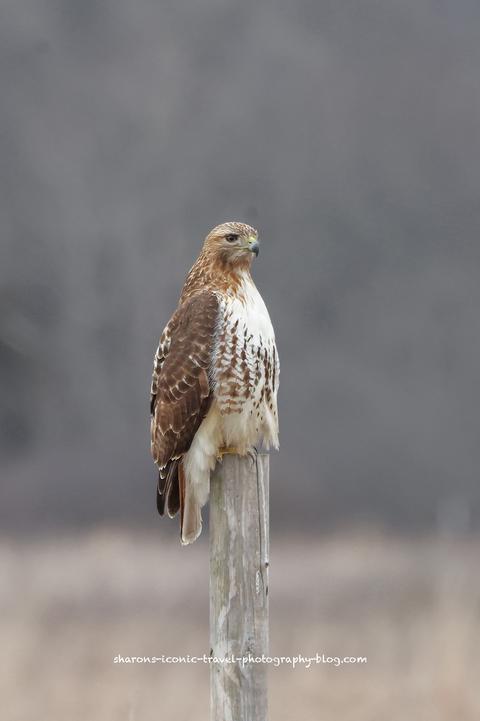 Red Tailed Hawk – Sharon's Iconic Travel Photography Blog