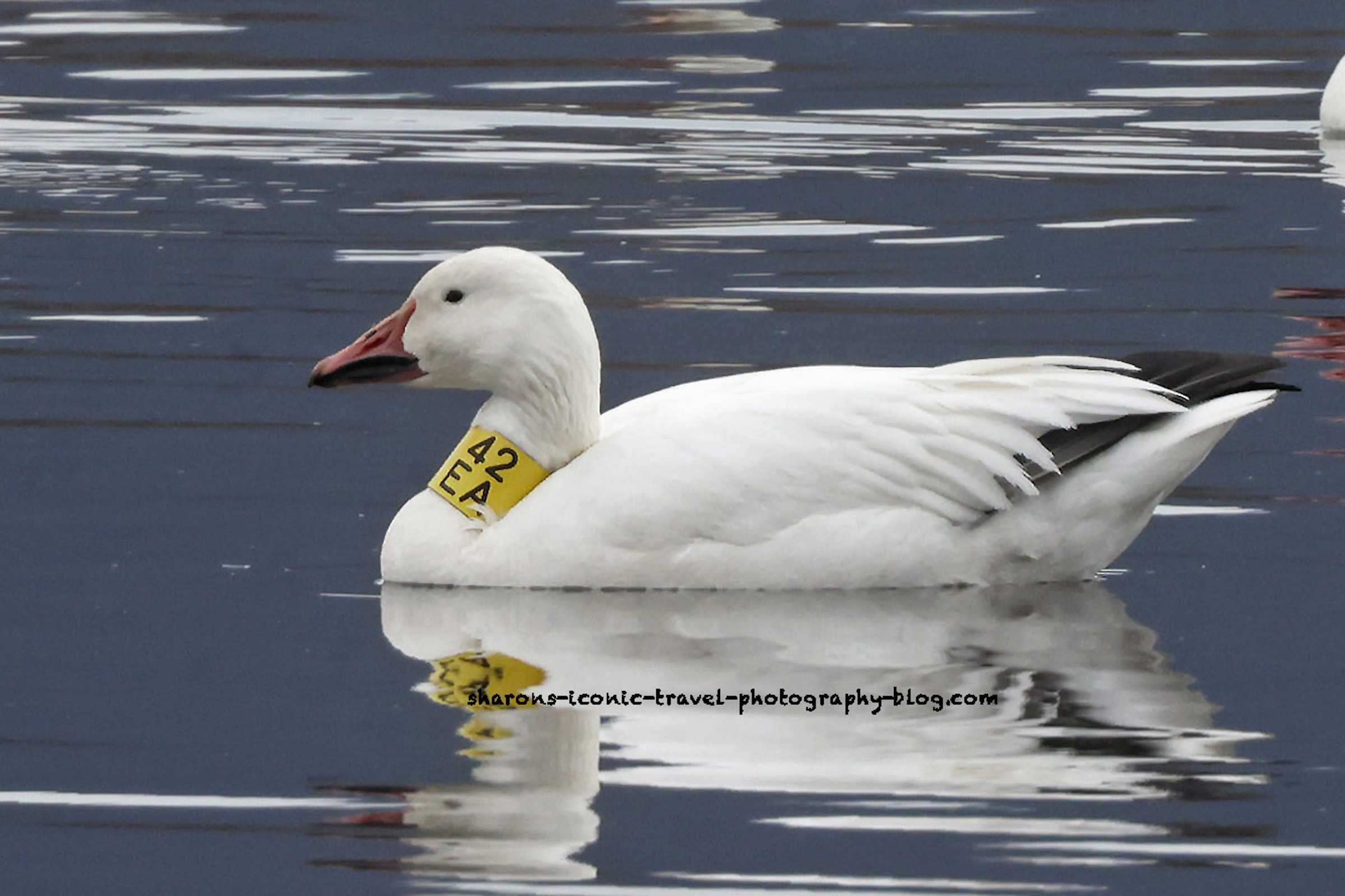Snow Geese – Sharon's Iconic Travel Photography Blog