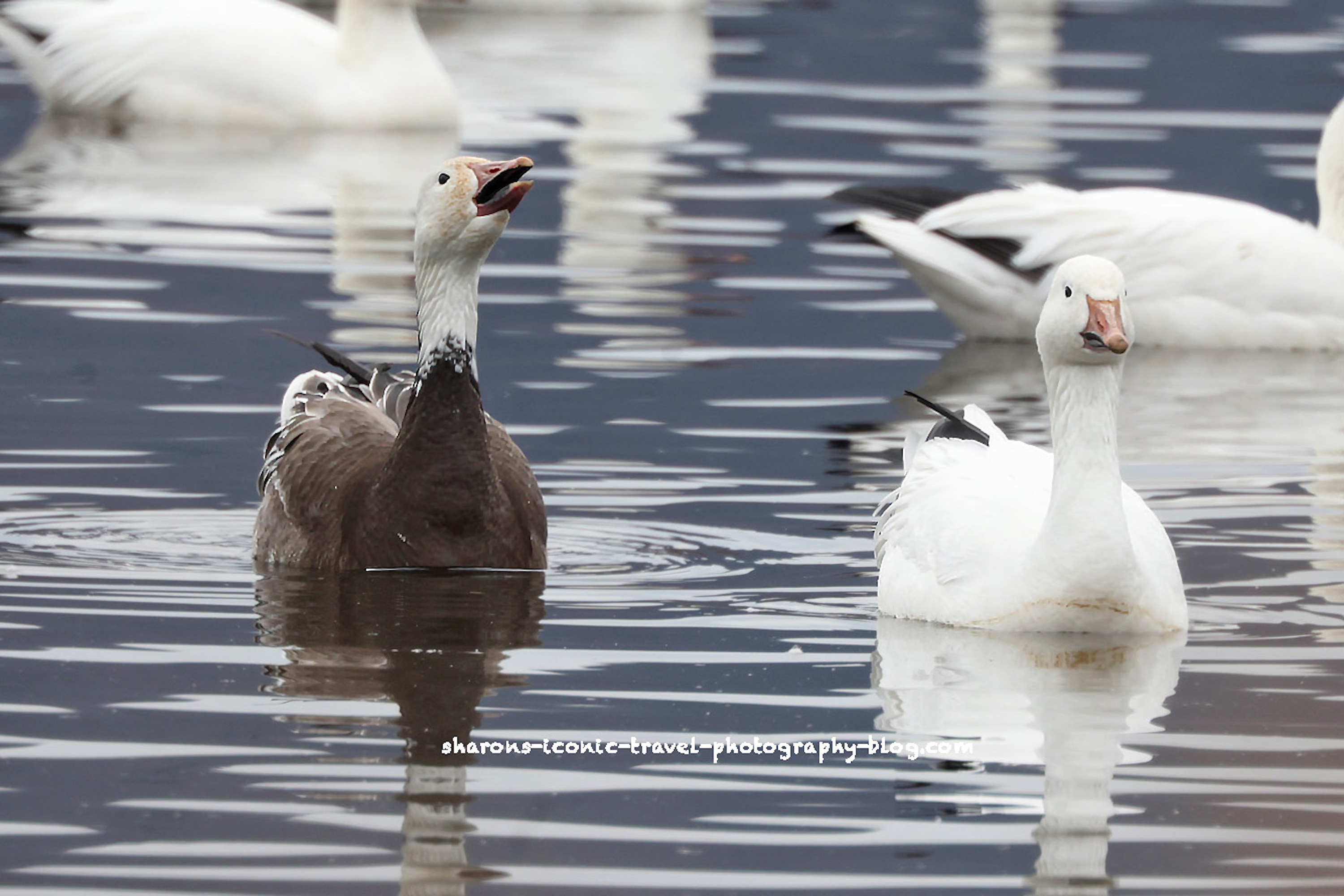 Snow Geese – Sharon's Iconic Travel Photography Blog