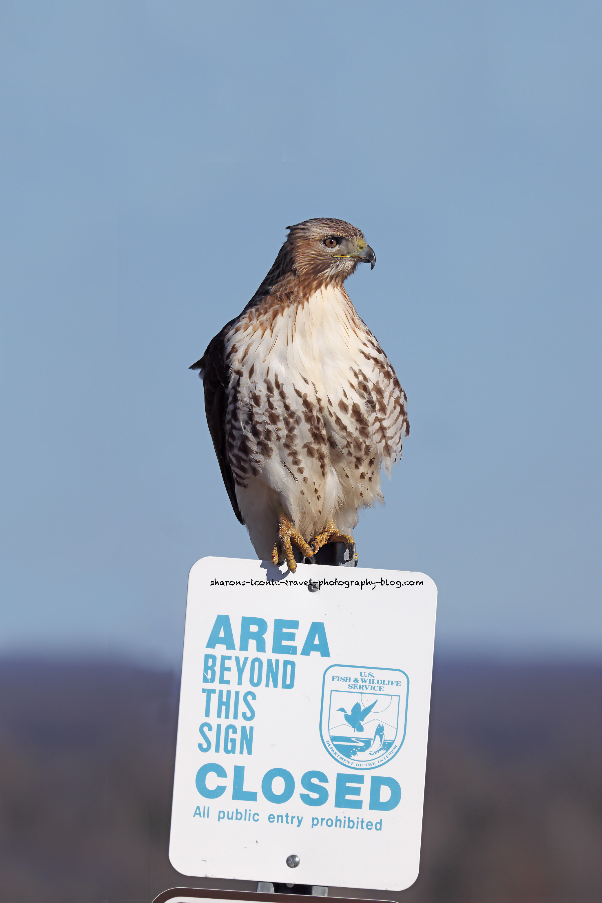 Red Tailed Hawk on Sign – Sharon's Iconic Travel Photography Blog