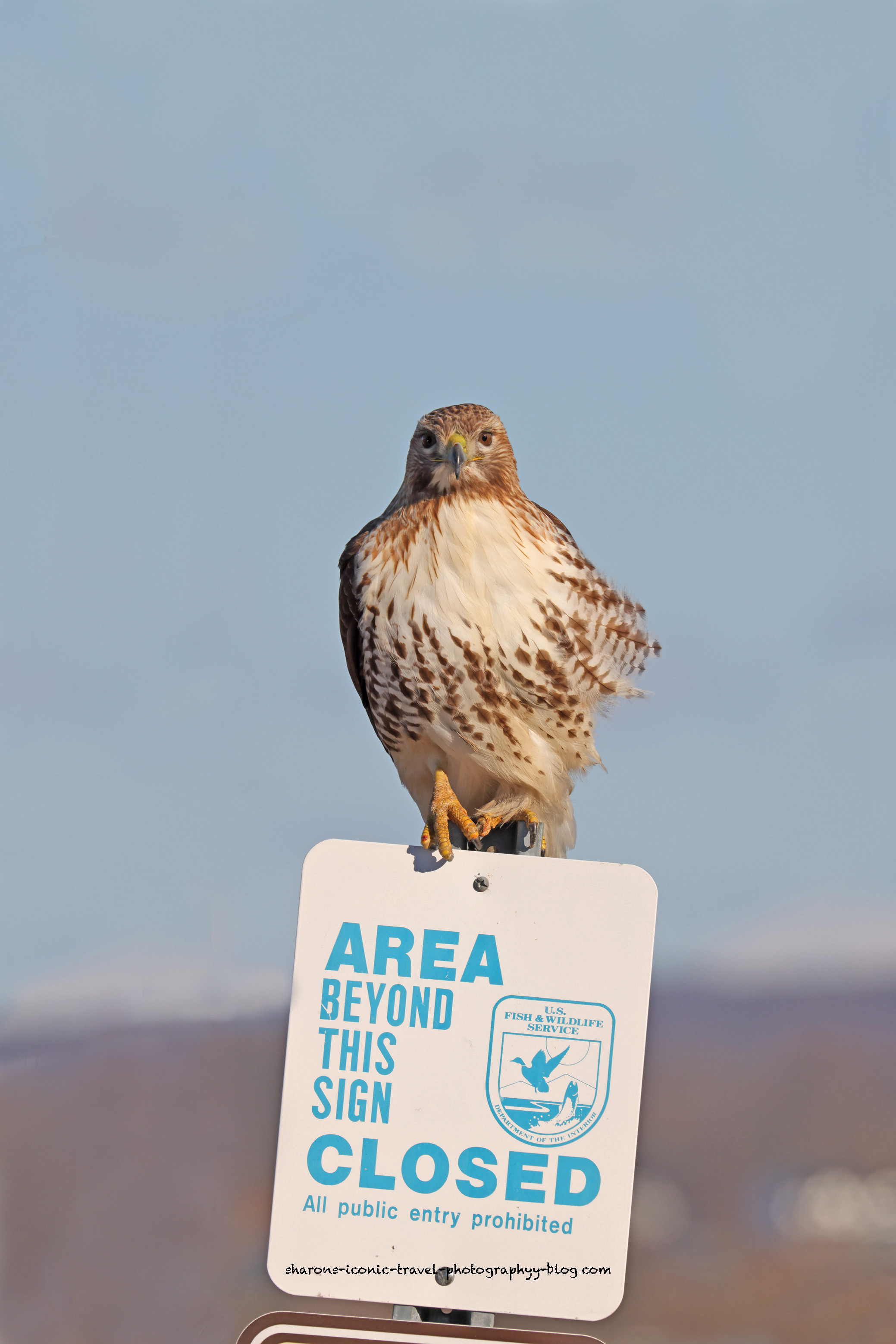 Red Tailed Hawk on Sign – Sharon's Iconic Travel Photography Blog