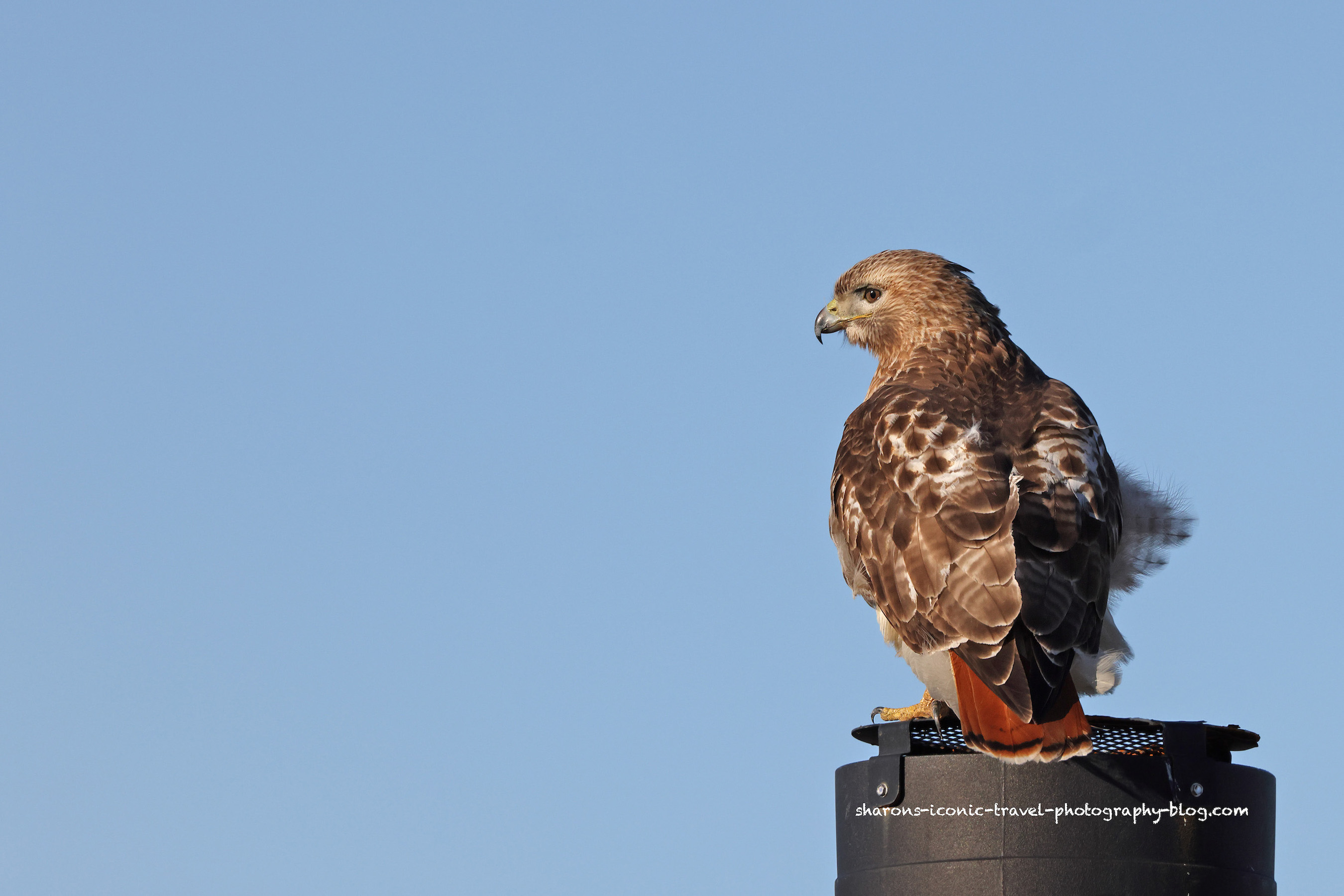 Hawk on Chimney – Sharon's Iconic Travel Photography Blog