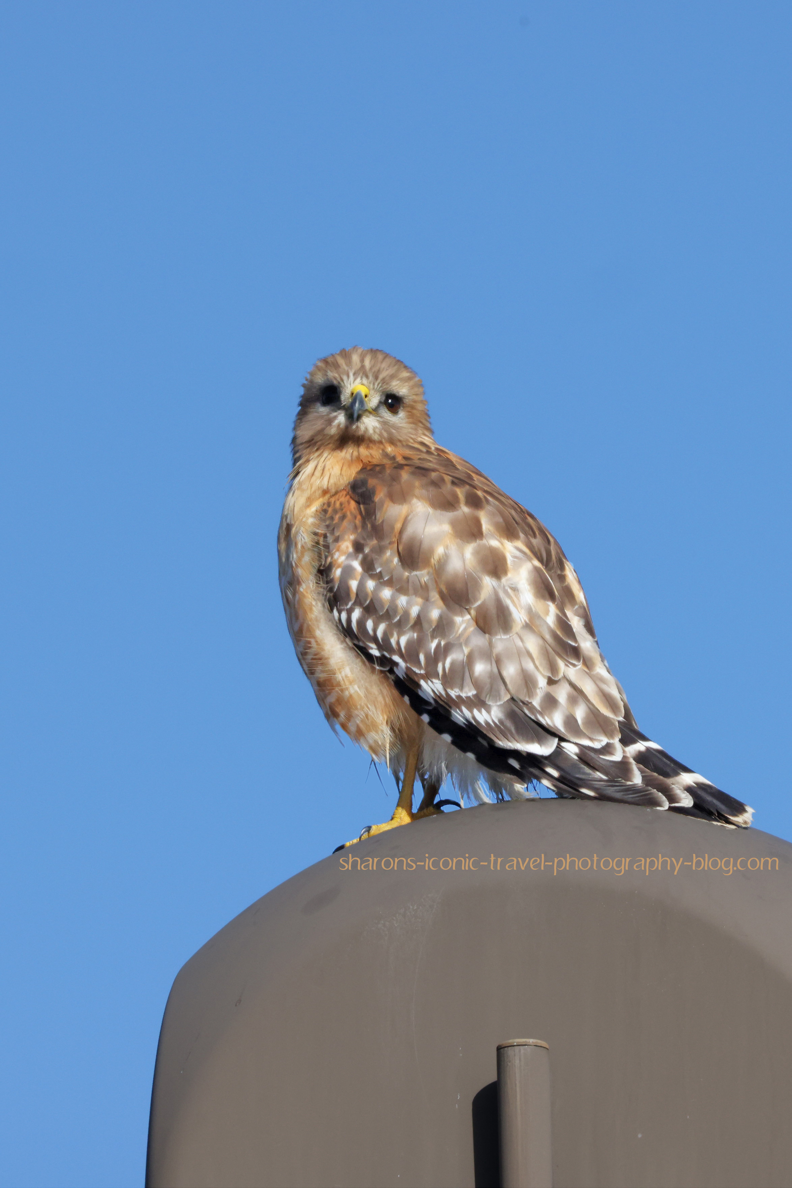 Red Shouldered Hawk? – Sharon's Iconic Travel Photography Blog